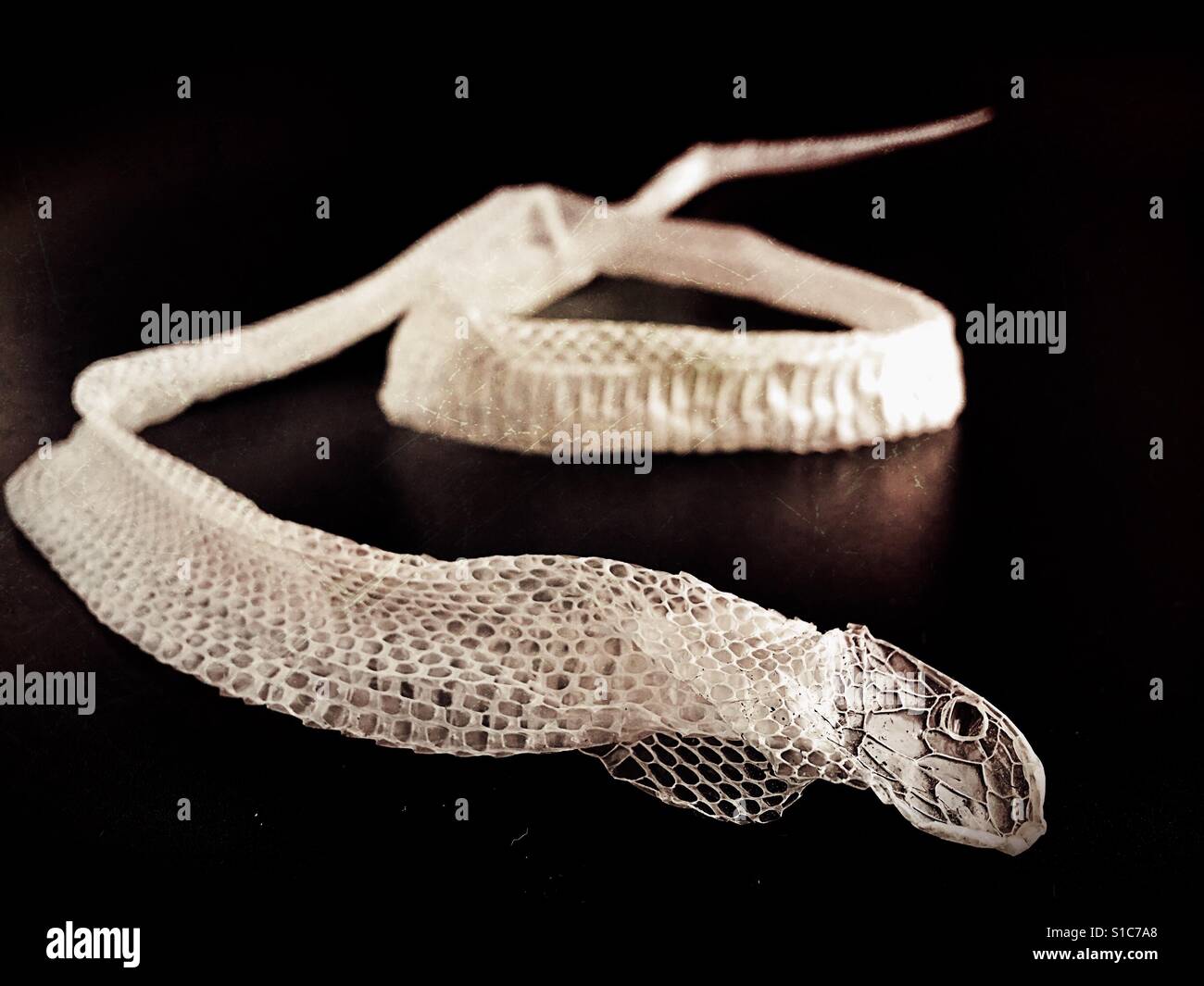 Snake skin shed hi-res stock photography and images - Alamy