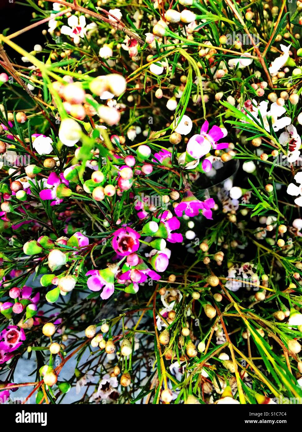 Purple Wax Stock Photos & Purple Wax Stock Images - Alamy