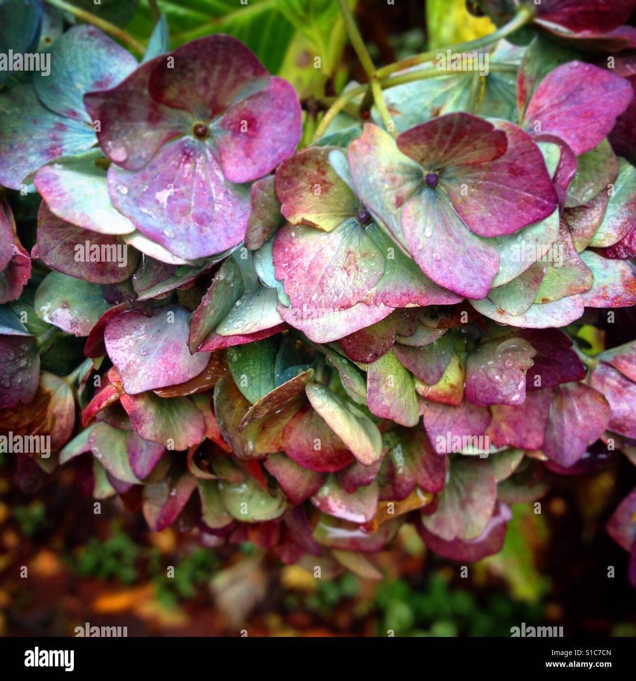 Hydrangea on a rainy day Stock Photo - Alamy