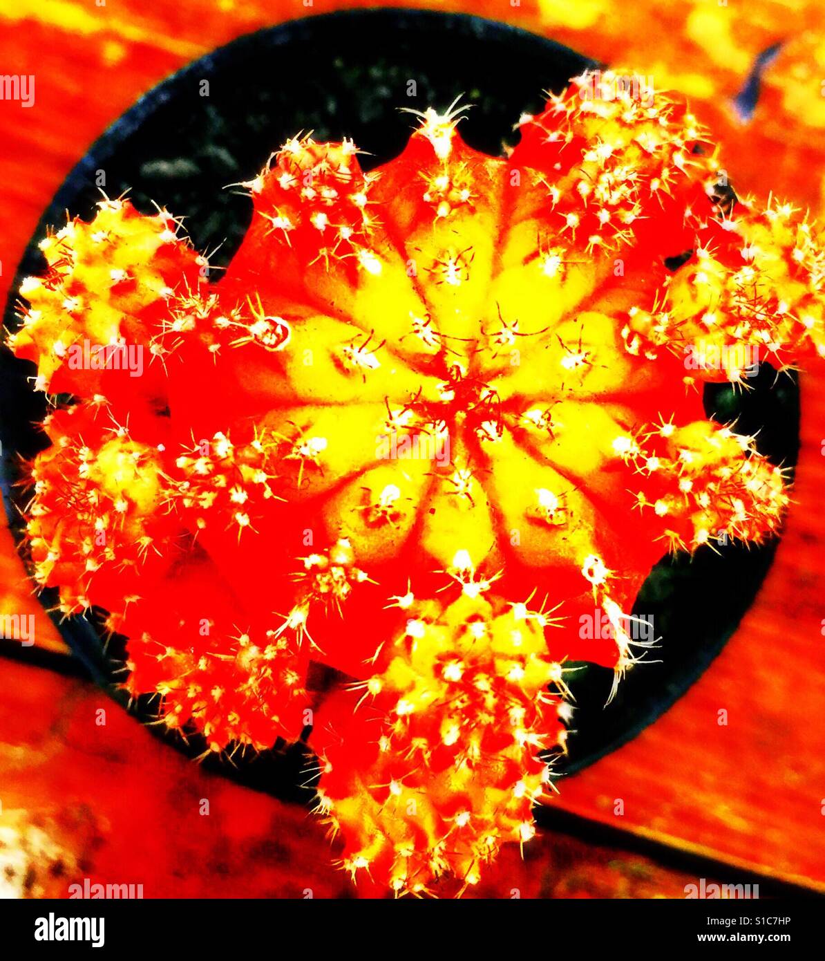 Moon Cactus High Resolution Stock Photography and Images - Alamy