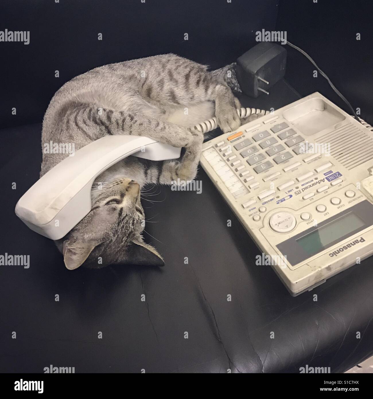 Hello it's me, kitty Stock Photo - Alamy