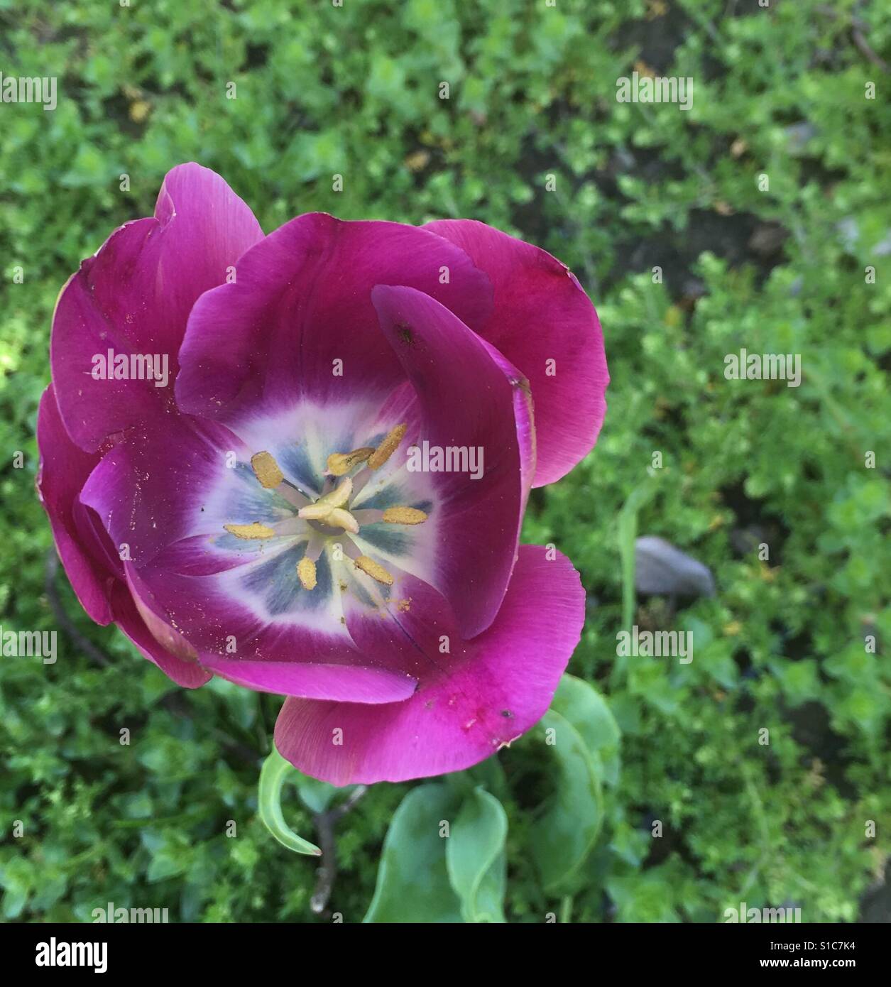 First tulip of spring Stock Photo - Alamy