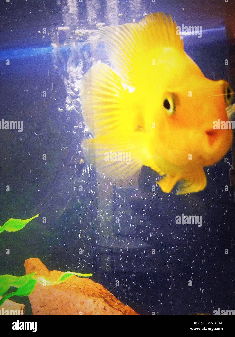 Kiss Fish High Resolution Stock Photography and Images - Alamy