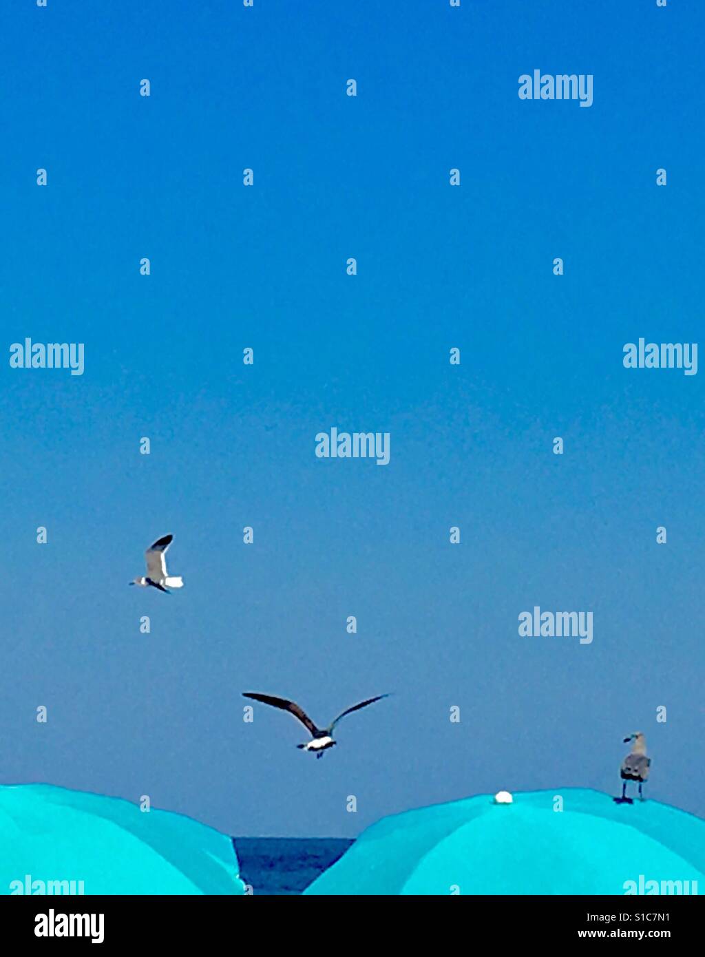 Seagulls flying over beach Stock Photo - Alamy
