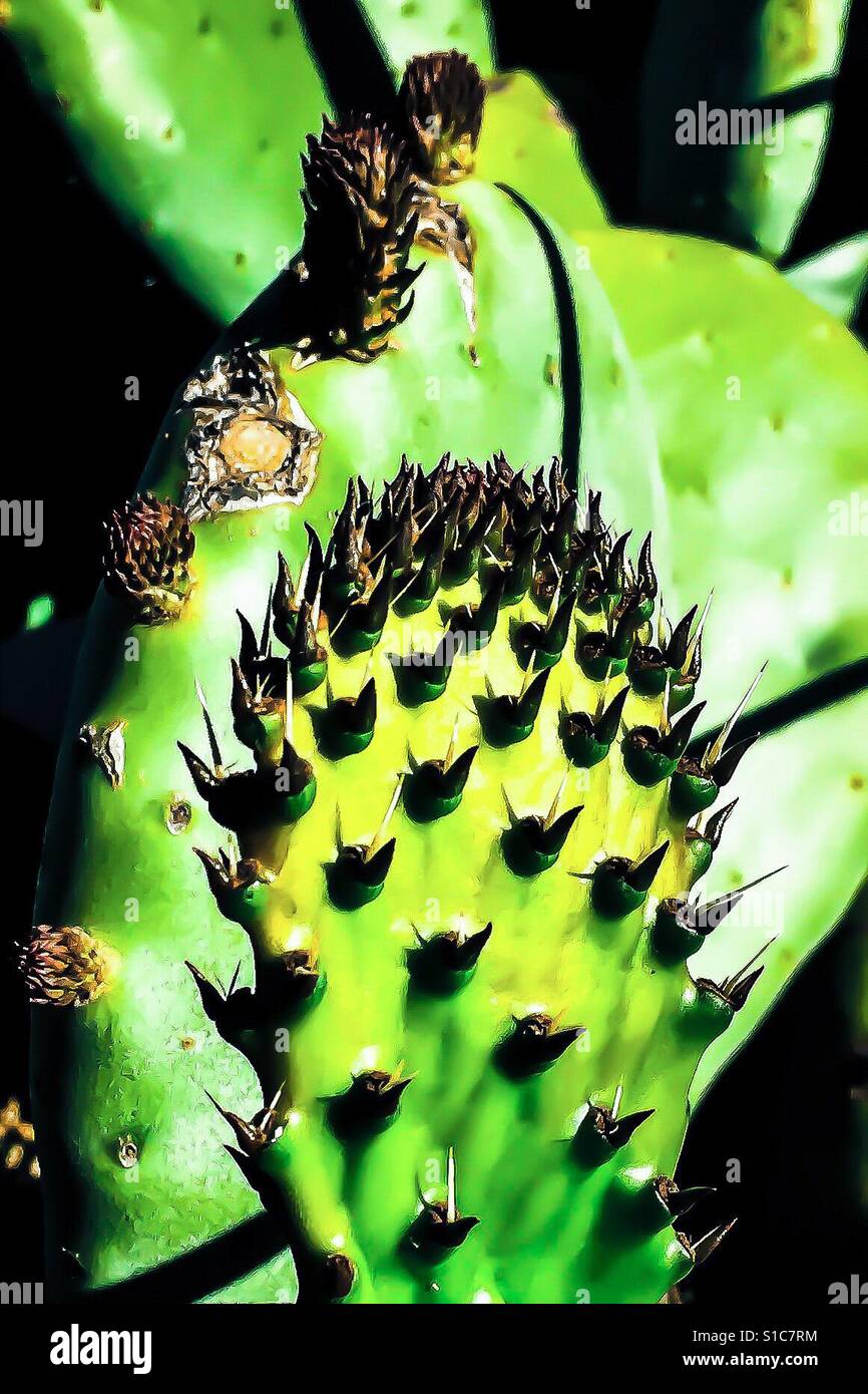 Bright cactus hi-res stock photography and images - Alamy