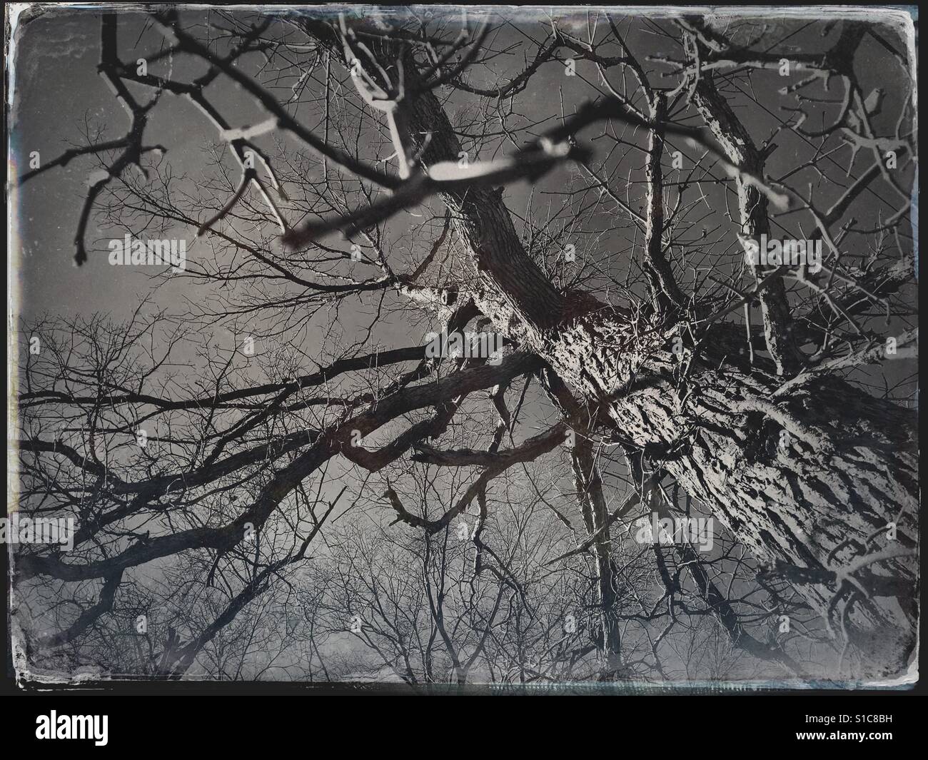 Death of tree hi-res stock photography and images - Alamy