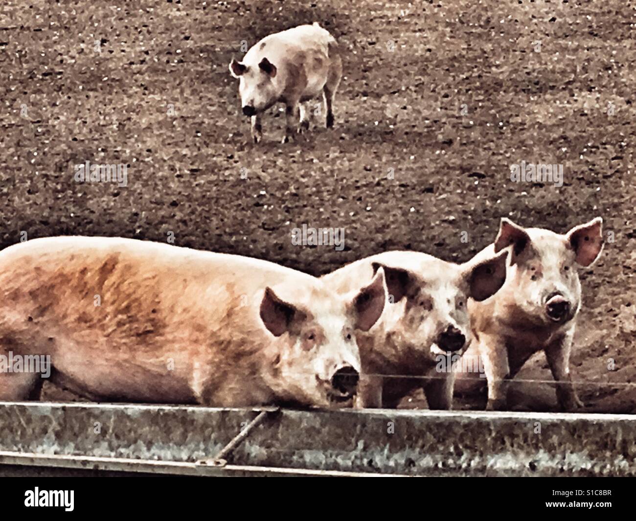 Outdoor reared pigs Stock Photo - Alamy
