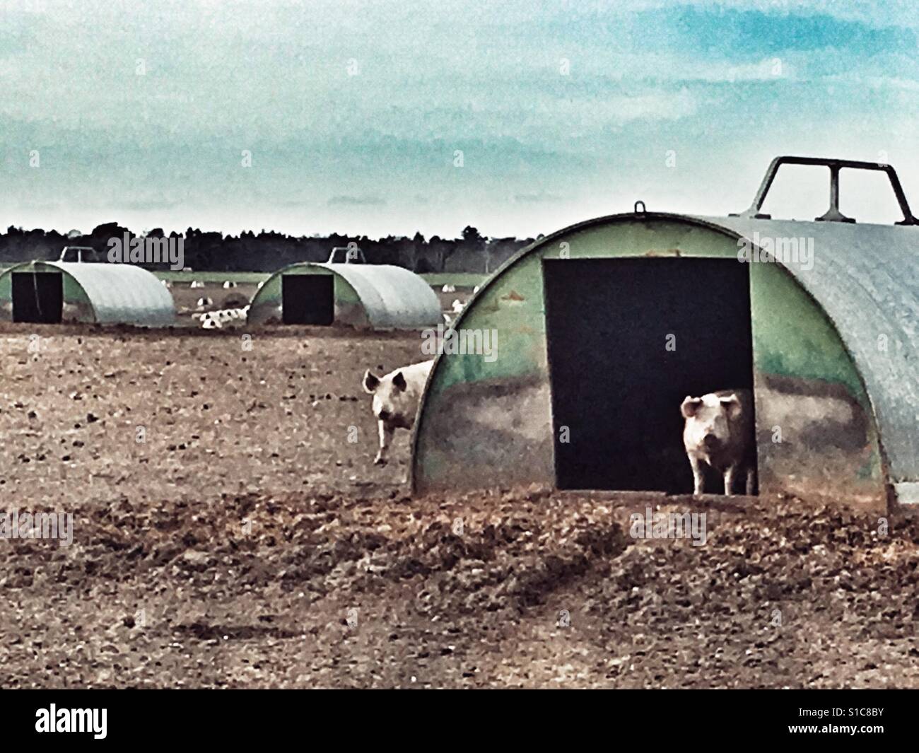 Outdoor reared pigs, Sutton Heath, Suffolk, UK Stock Photo - Alamy