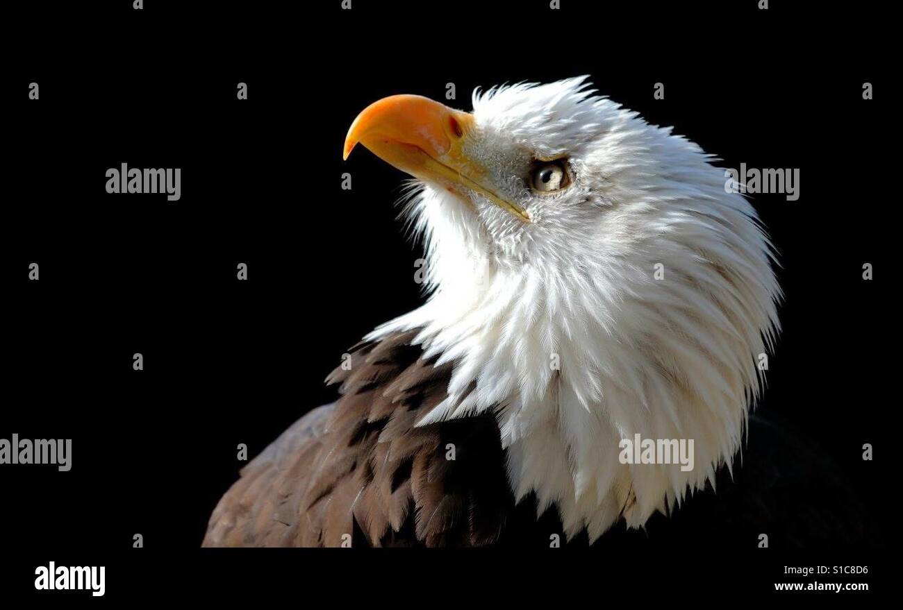 Bald Eagle looking up to the Sky Stock Photo - Alamy