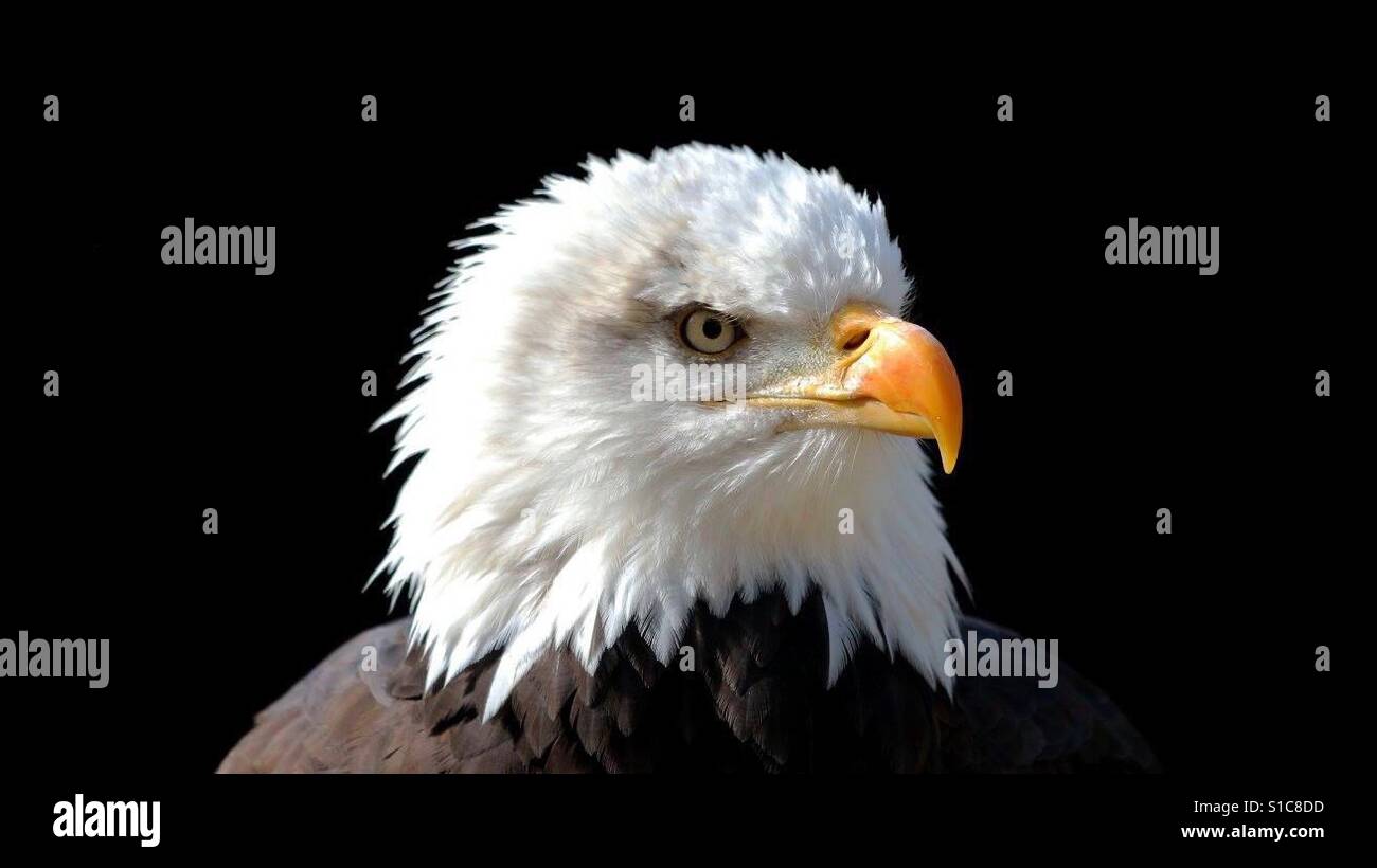 Grumpy bird hi-res stock photography and images - Alamy