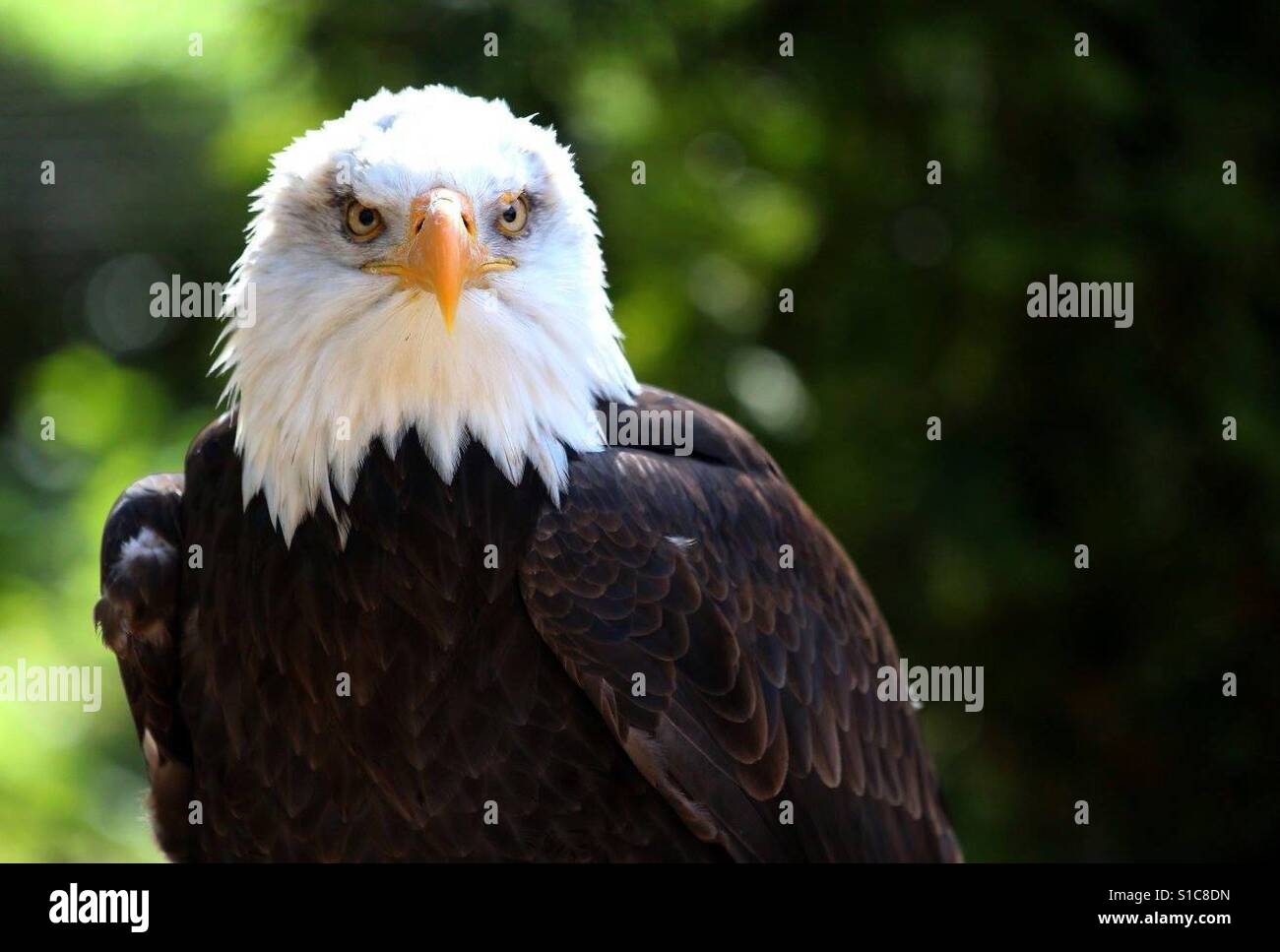 Beautiful Bald Eagle Stock Photo - Alamy