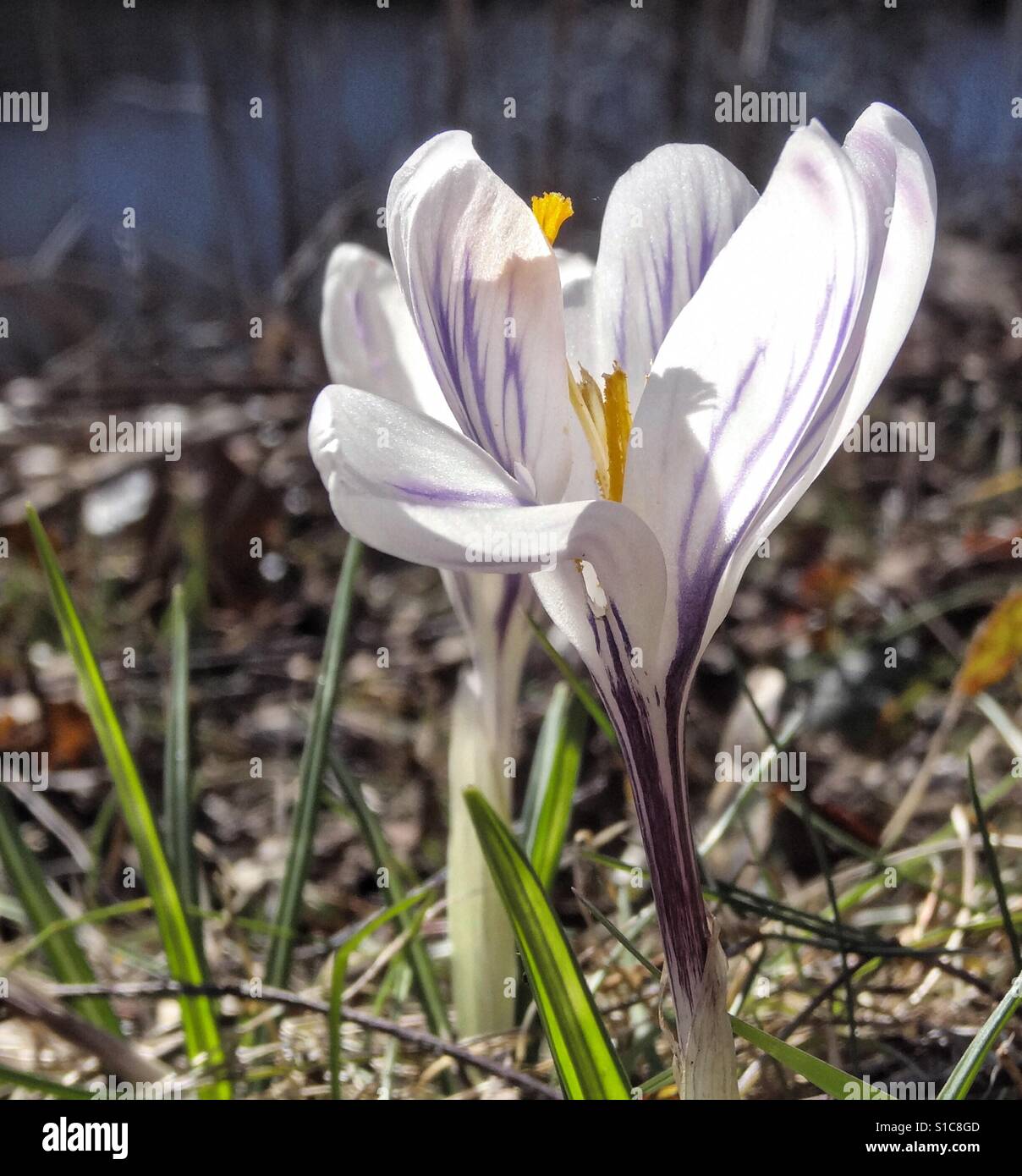 Light in nature...! Stock Photo - Alamy