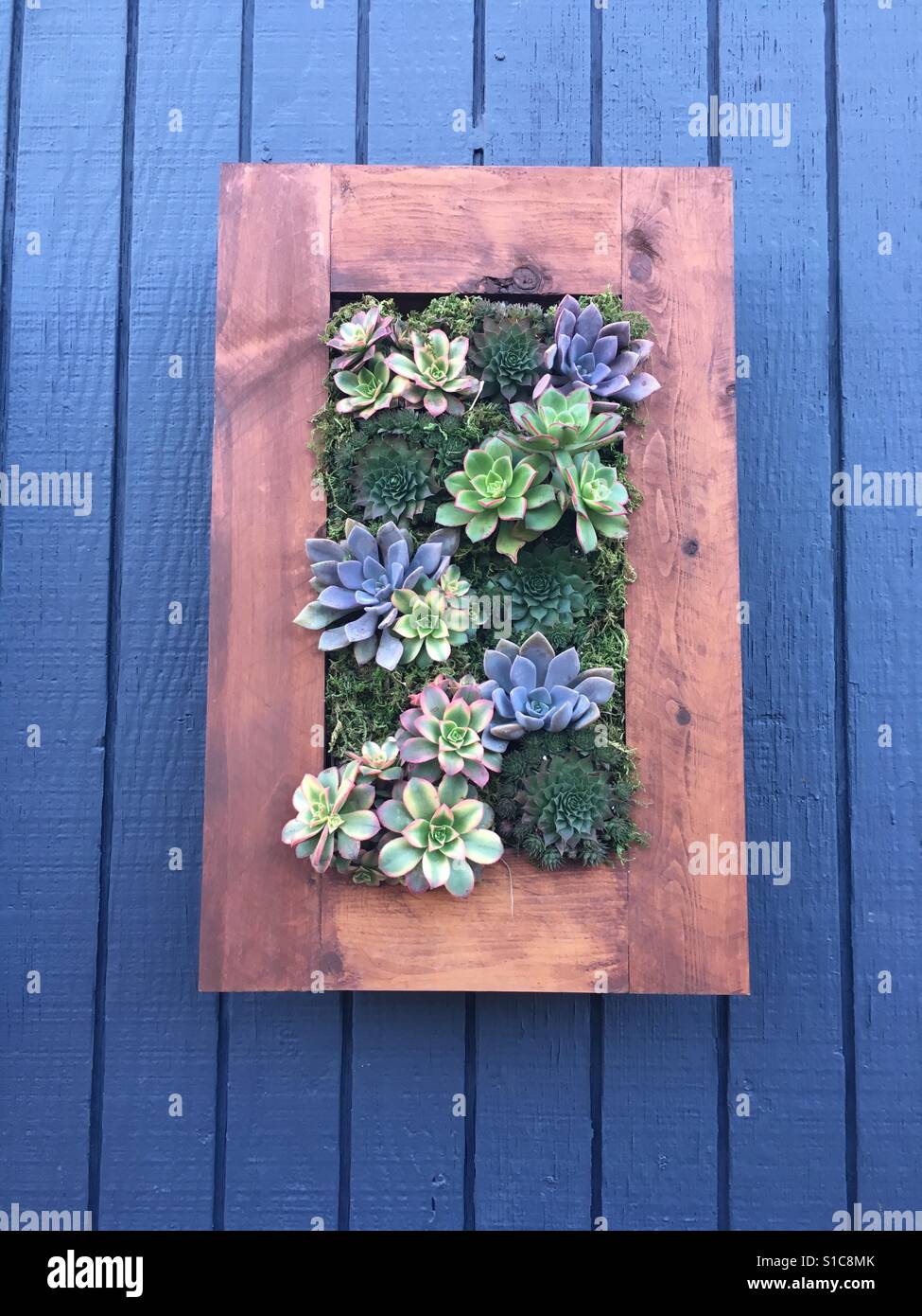 Succulents vertical hi-res stock photography and images - Alamy