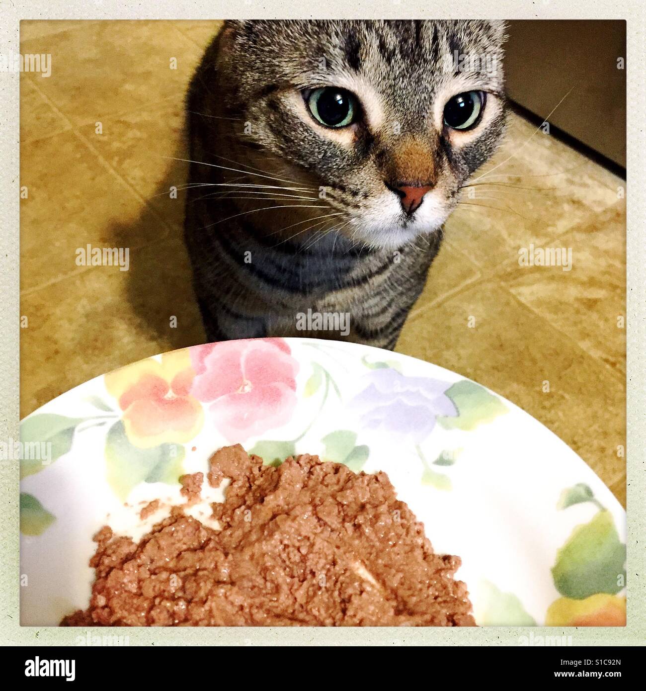 Breakfast for kitty Stock Photo - Alamy