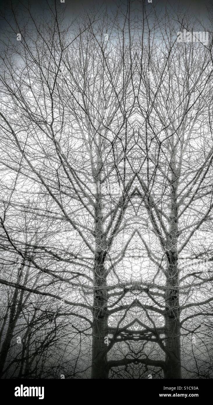 Icey tree hi-res stock photography and images - Alamy