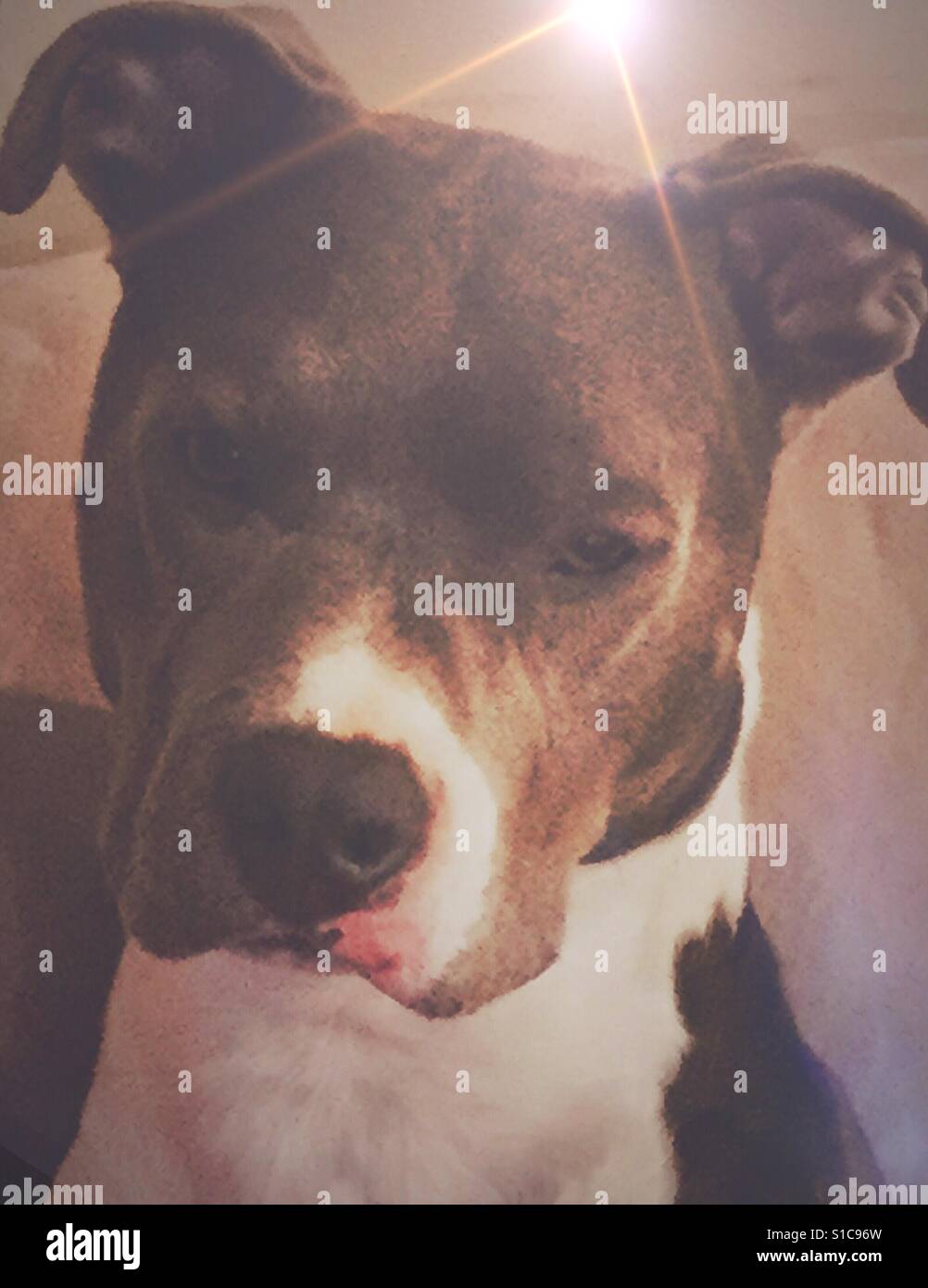 Pit Bull Dog Aggressive High Resolution Stock Photography and Images ...