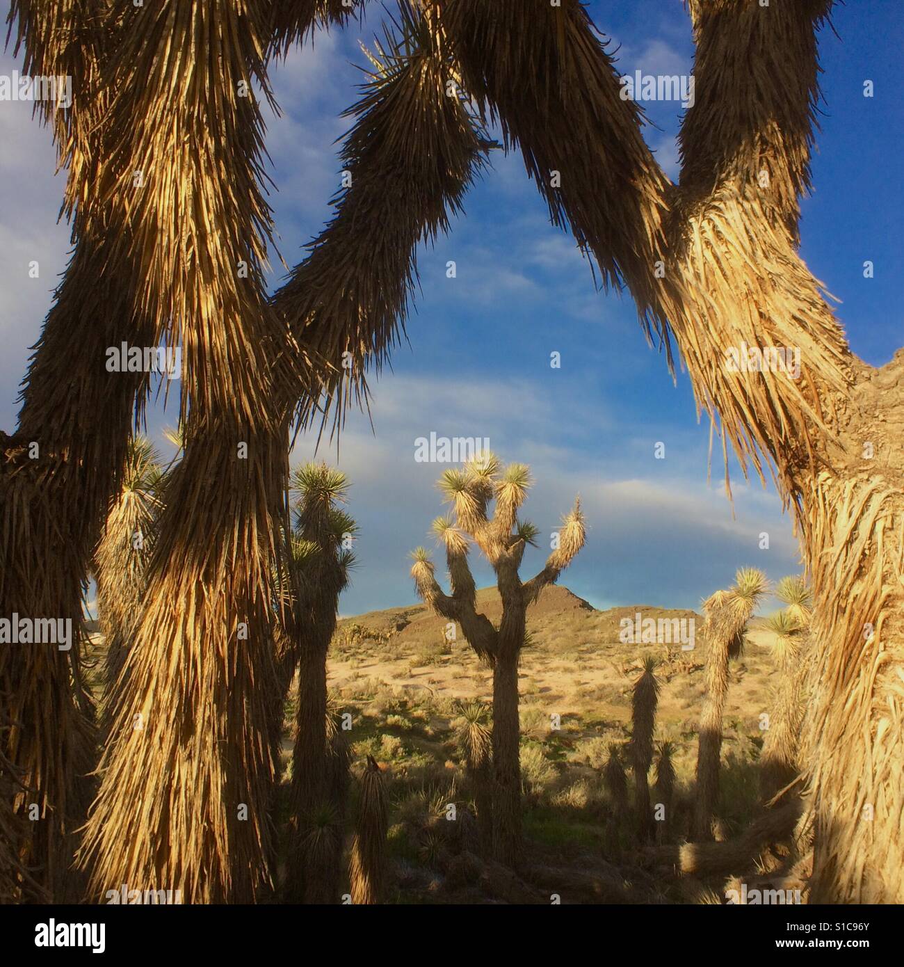 Red yucca hi-res stock photography and images - Alamy
