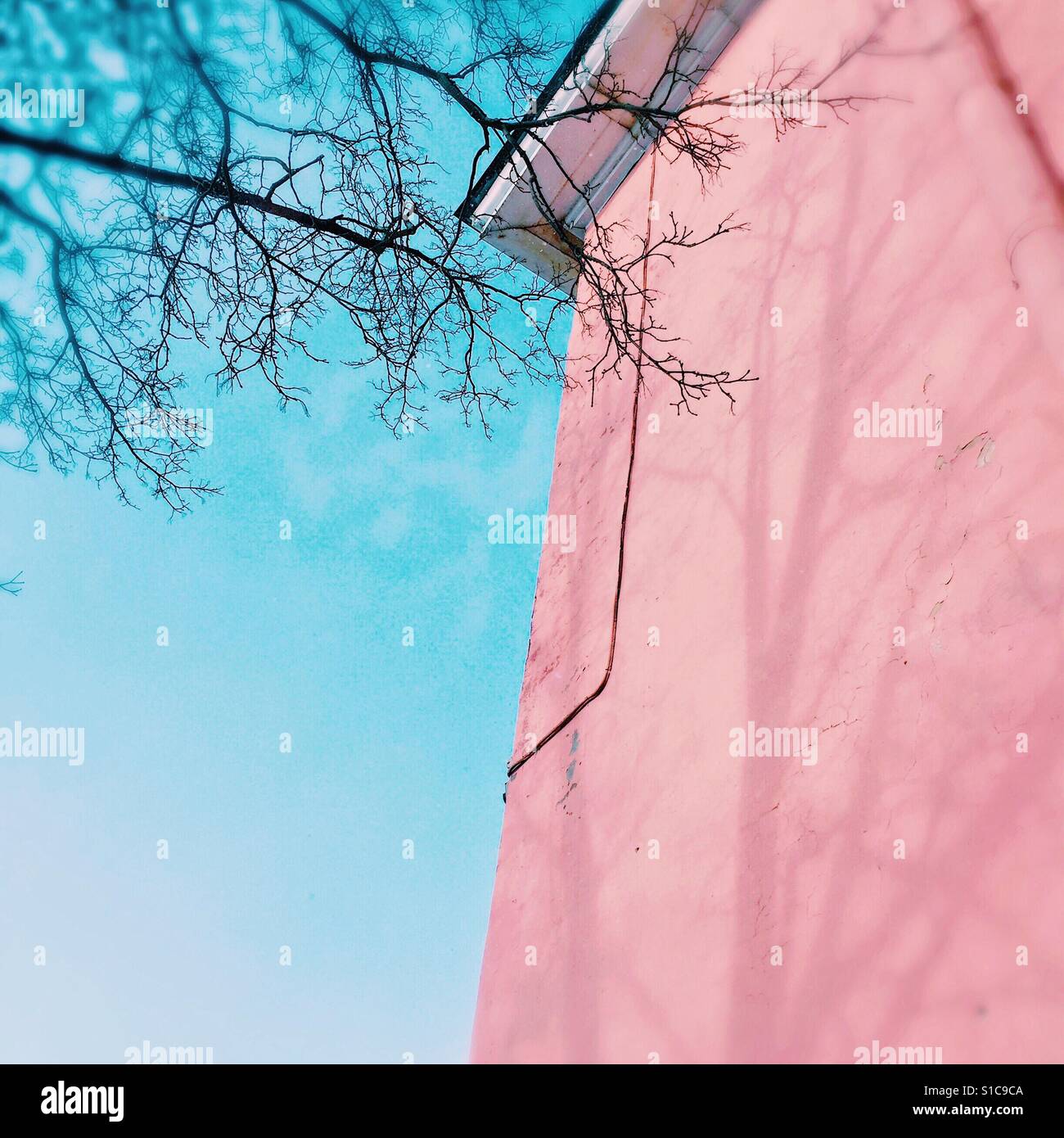 the contrast of pink and blue flowers Stock Photo - Alamy