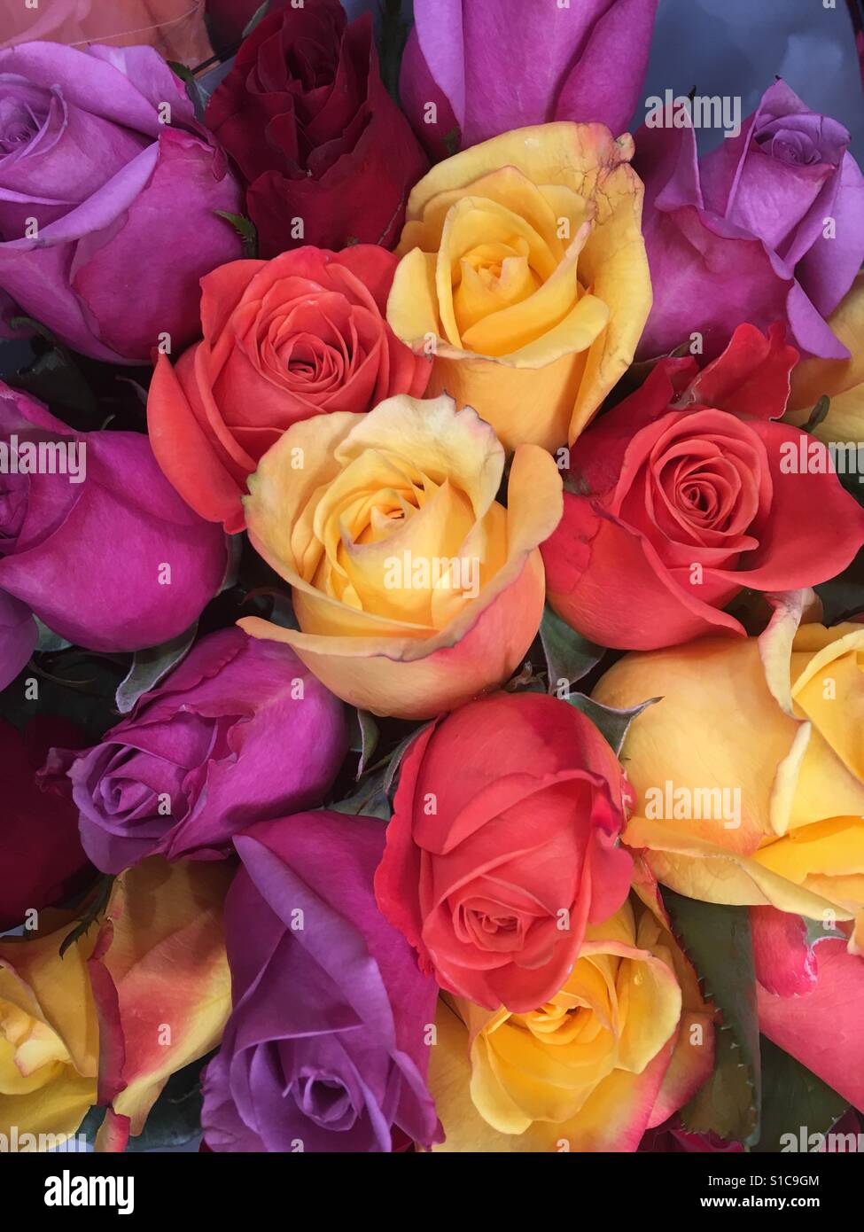 Different colored roses Stock Photo - Alamy
