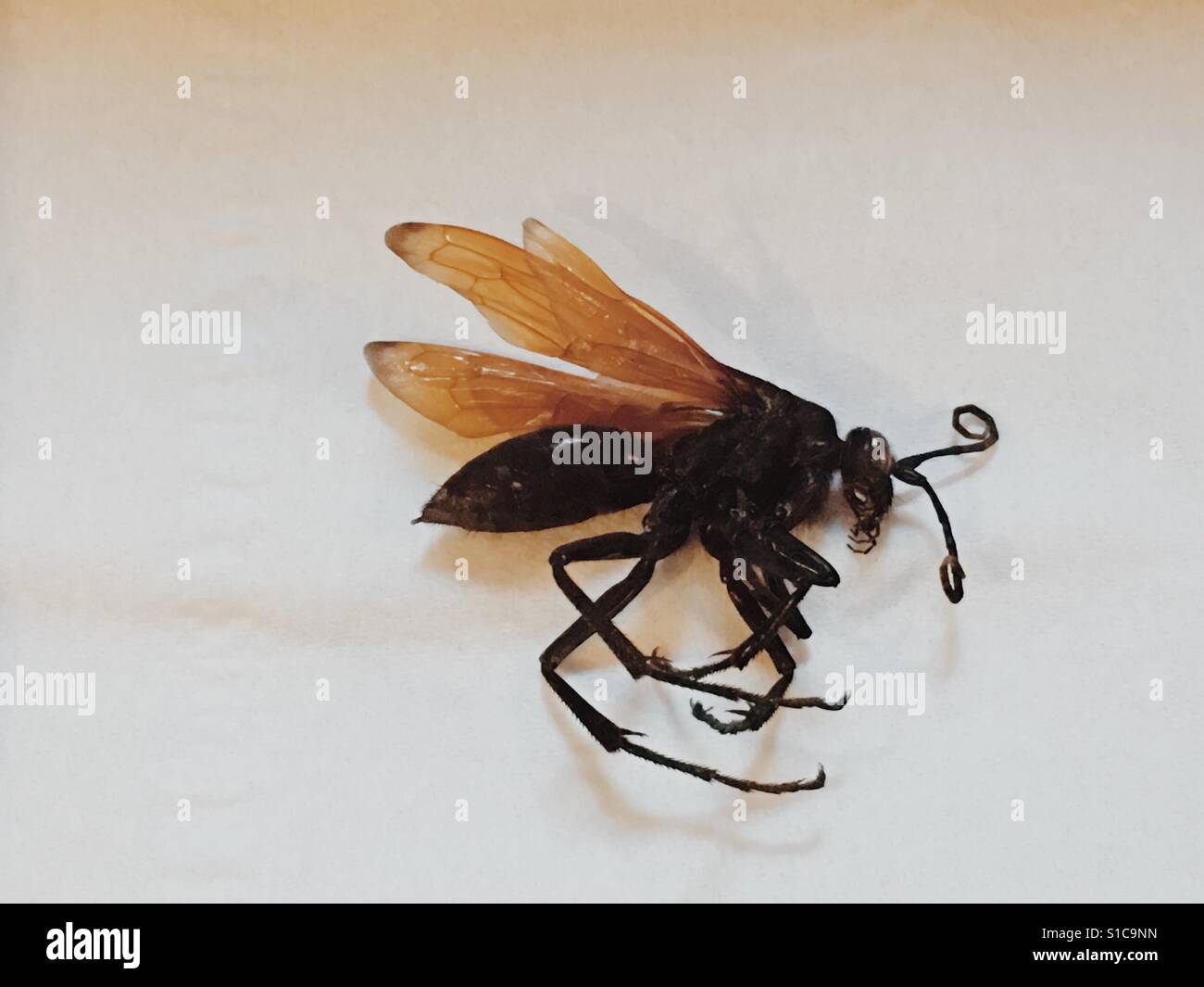 Tarantula hawk wasp hi-res stock photography and images - Alamy