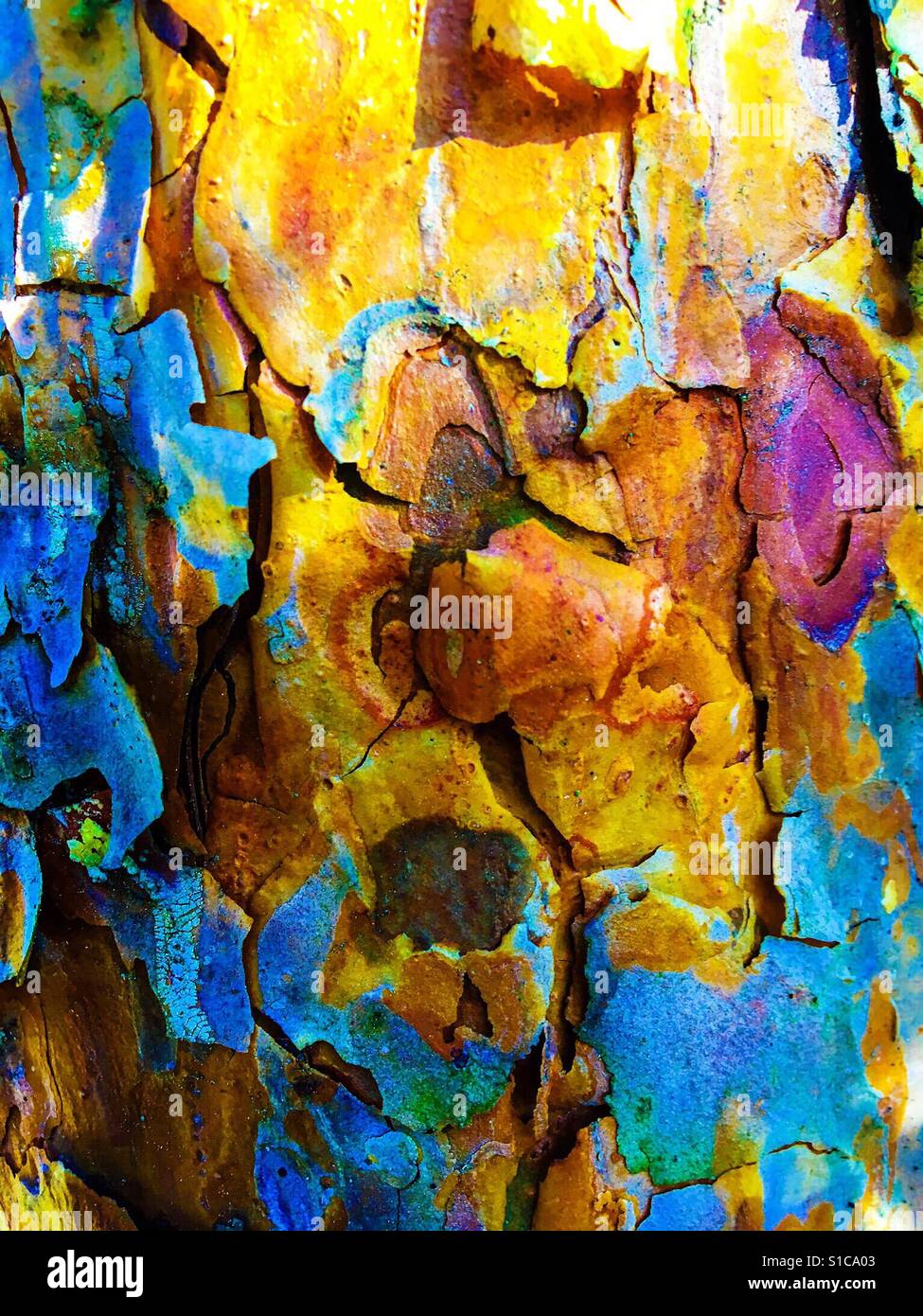 Hidden face tree hi-res stock photography and images - Alamy