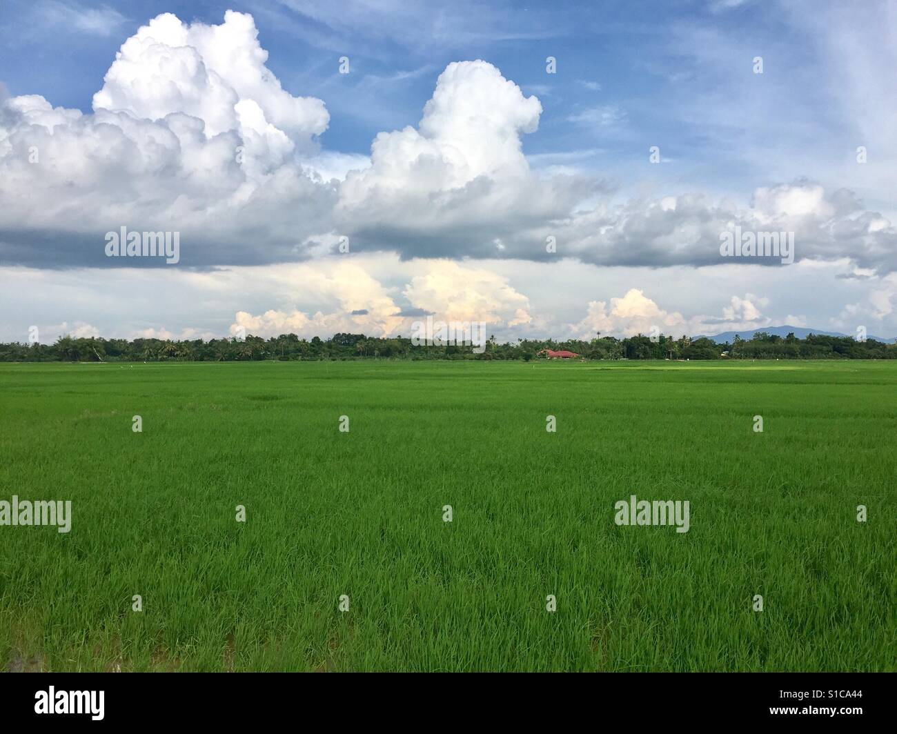 Village paddy field hi-res stock photography and images - Alamy