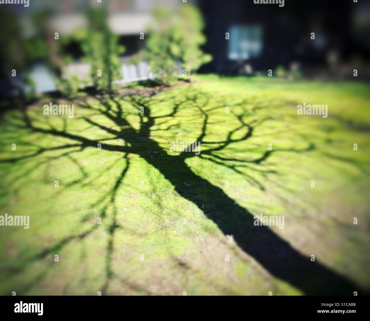 Shadow of a tree cast on grass Stock Photo - Alamy