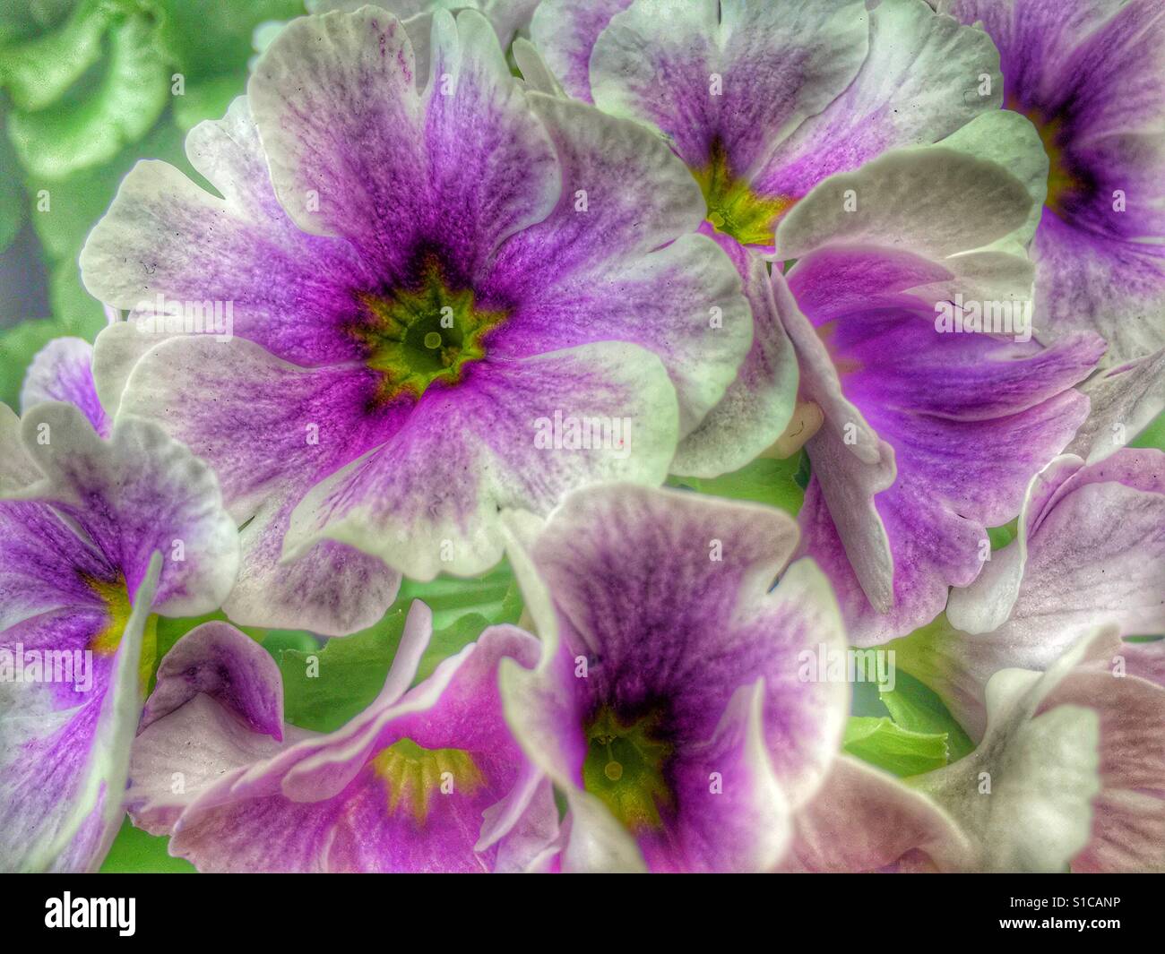 Unblemished nature hi-res stock photography and images - Alamy