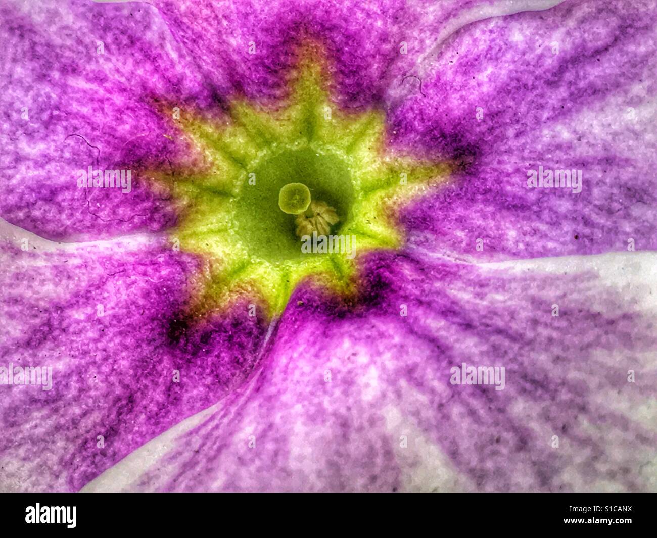 Flowers of primula obconica hi-res stock photography and images - Alamy