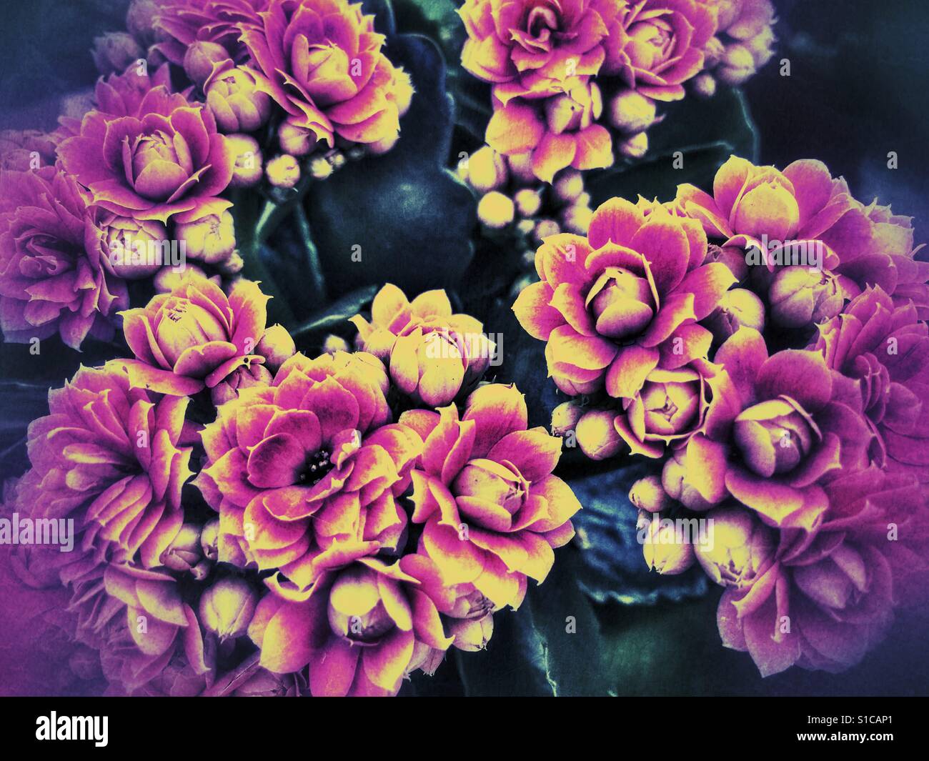 Kalanchoe, pot plant in flower Stock Photo - Alamy