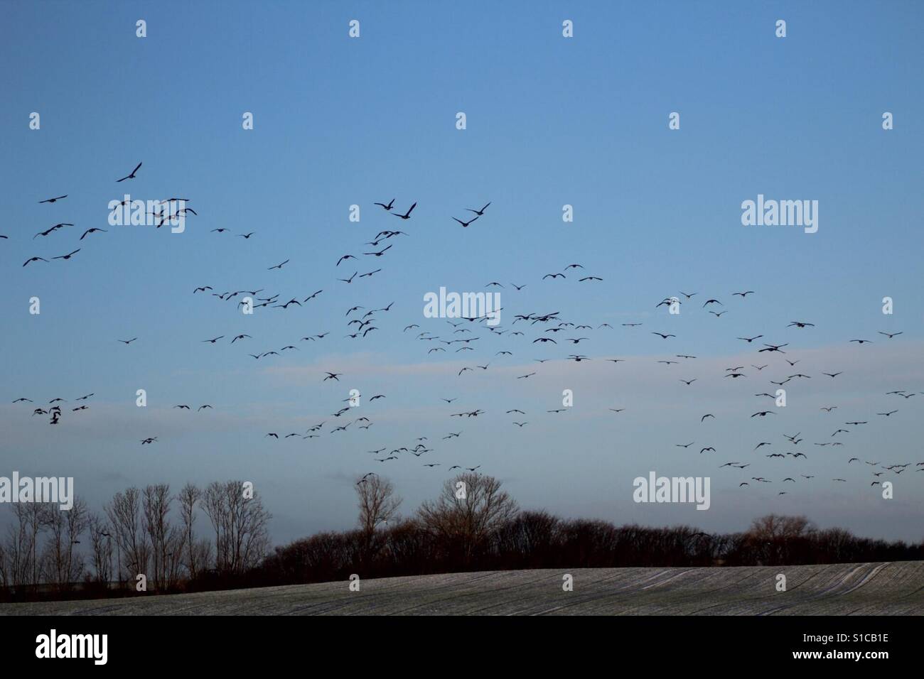 Fliying birds hi-res stock photography and images - Alamy