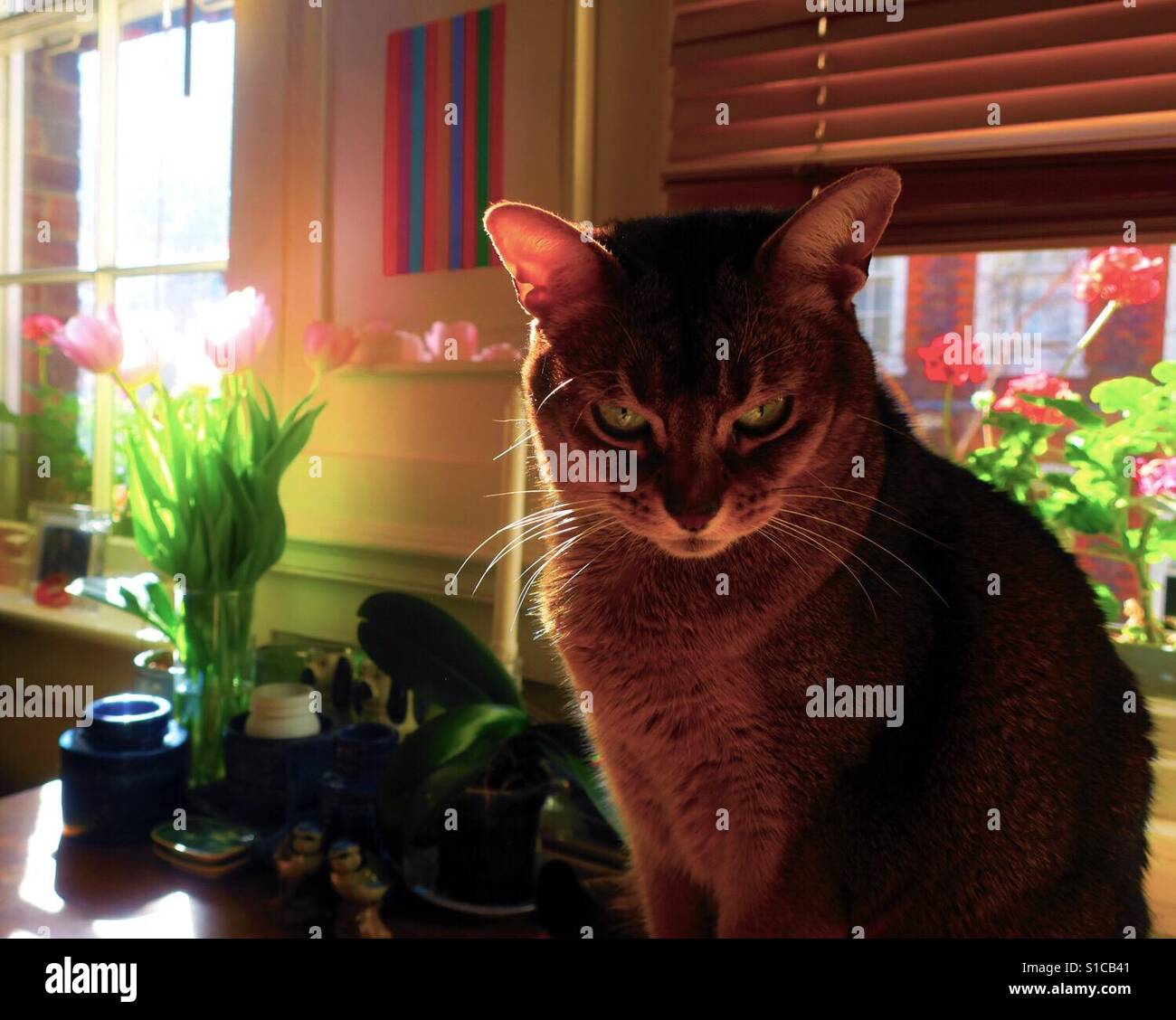 Cat tulips hi-res stock photography and images - Alamy