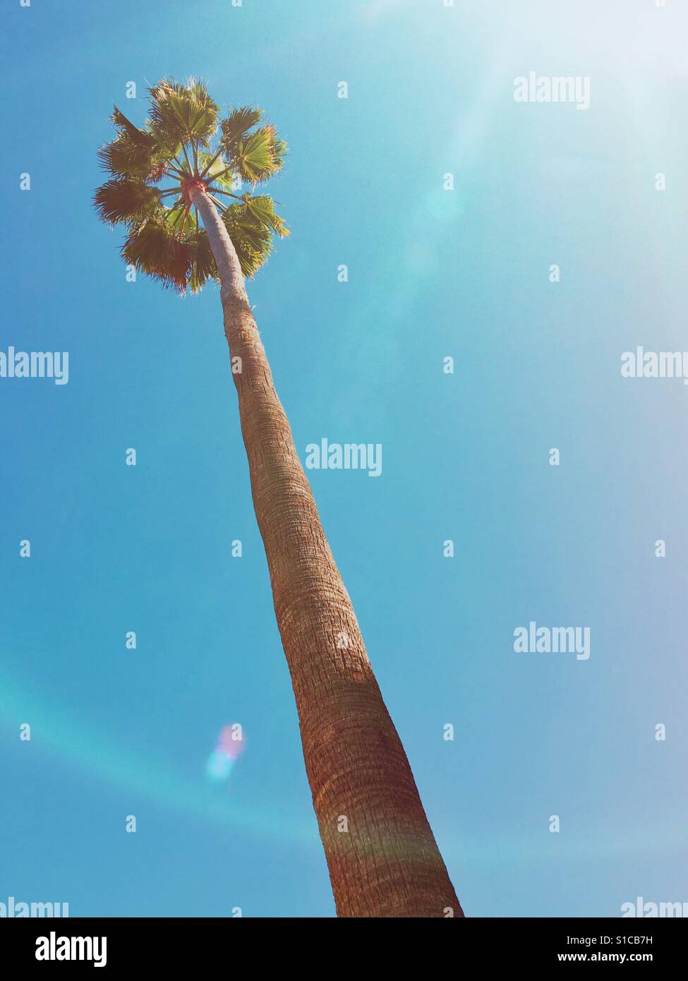 Looking up at a tall Palm tree, blue sky backdrop Stock Photo - Alamy