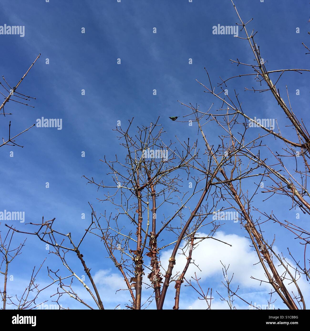 Streaky sky on a windy day in Seattle Stock Photo - Alamy