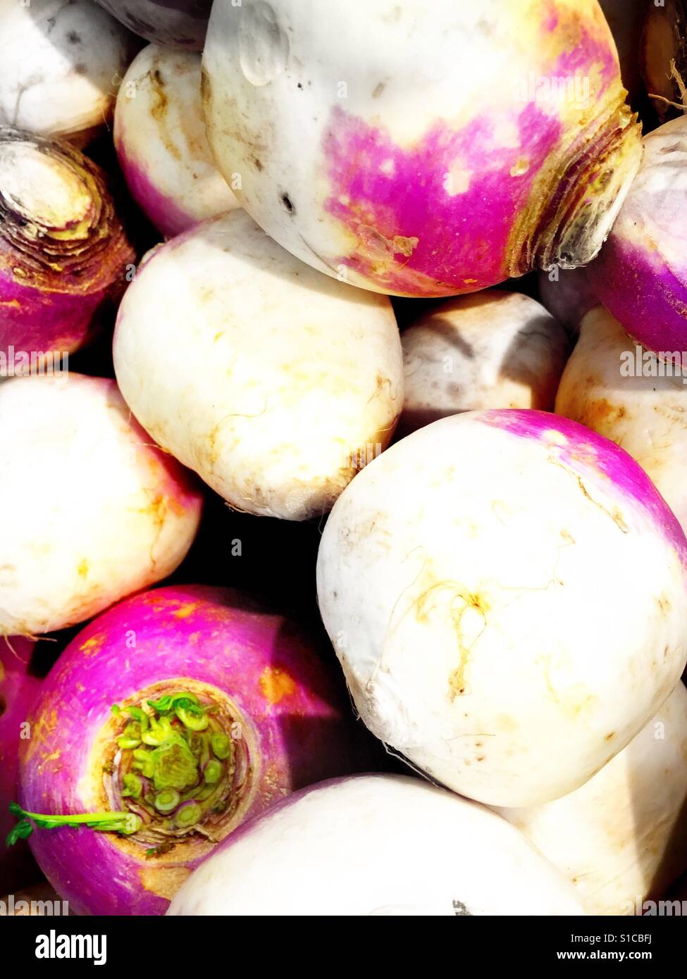 White and Purple large Turnips aka Salgam Stock Photo - Alamy
