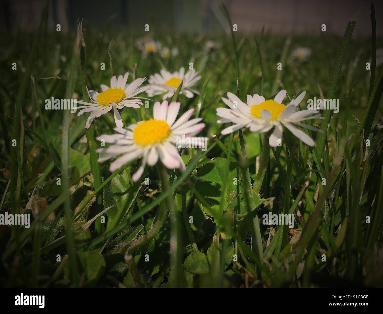 Four yellow daisies hi-res stock photography and images - Alamy