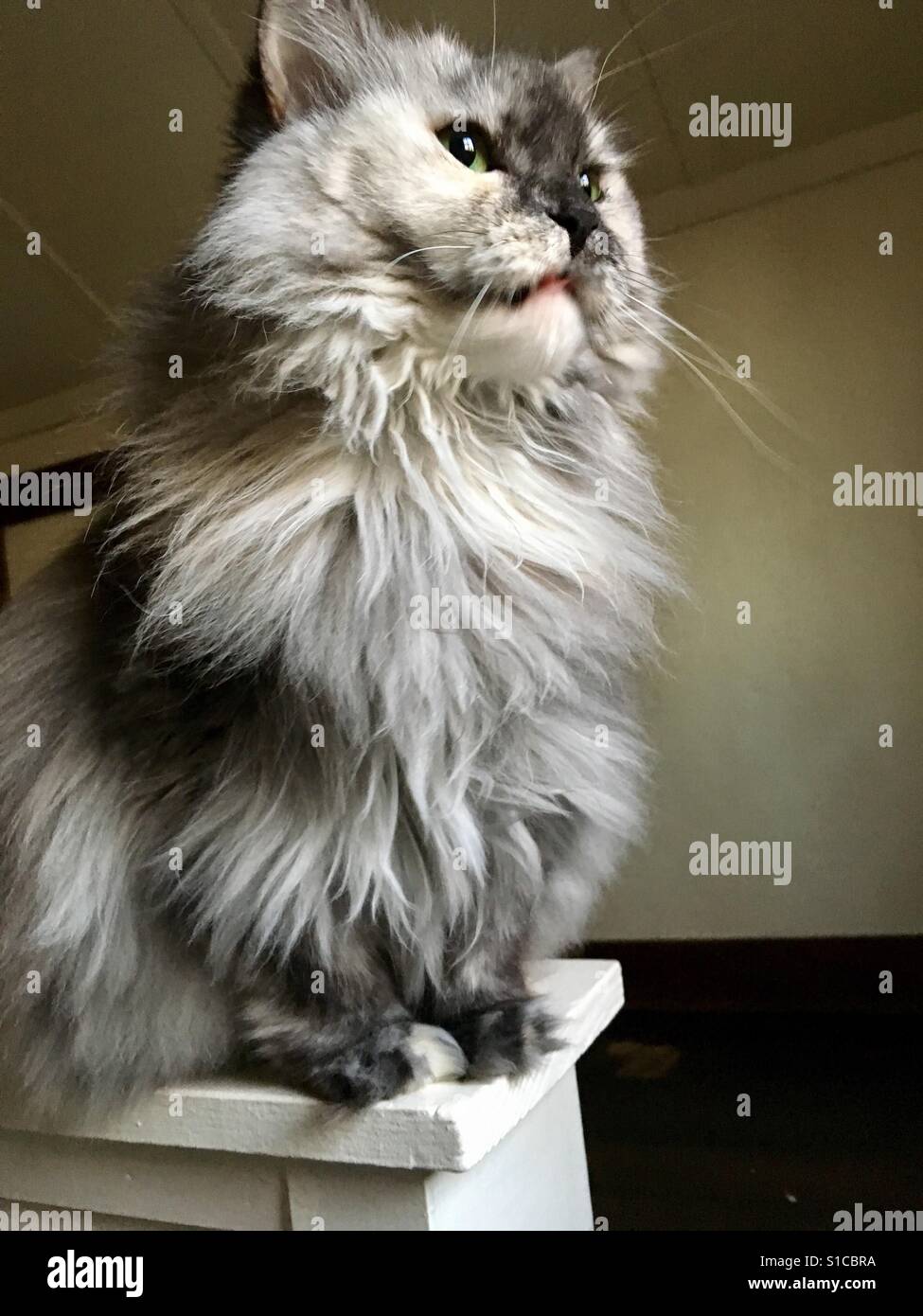 Layla bird watching Stock Photo - Alamy