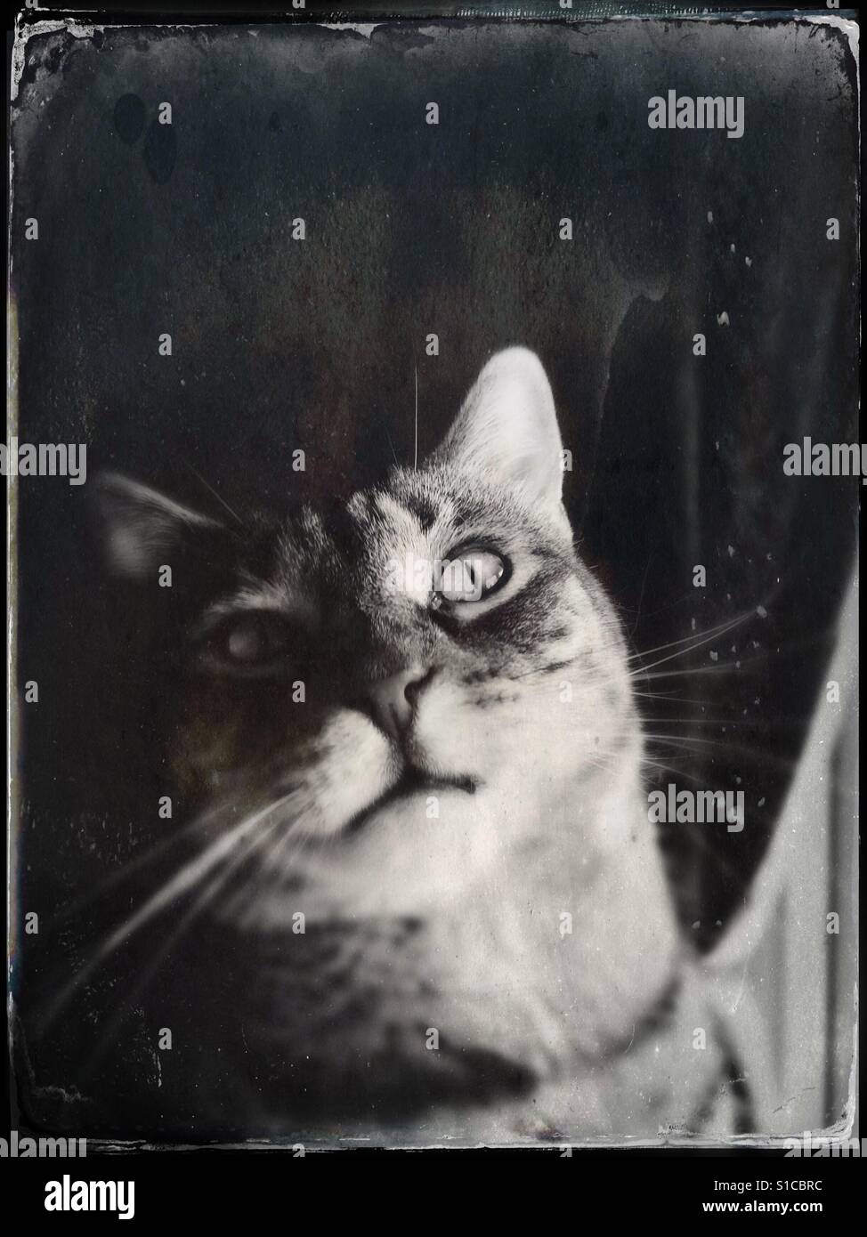 Derp hi-res stock photography and images - Alamy