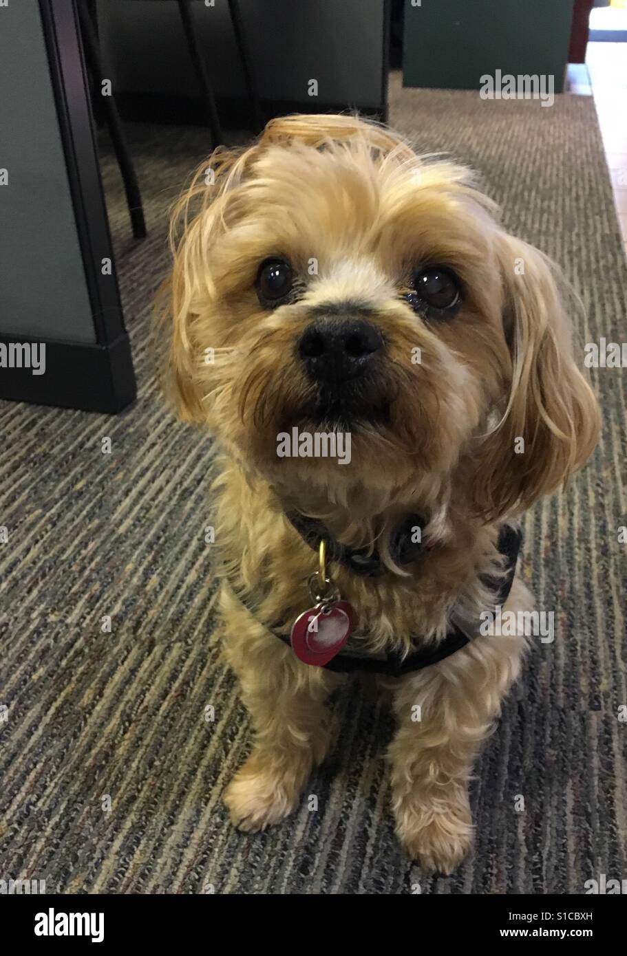 Work dog hi-res stock photography and images - Alamy