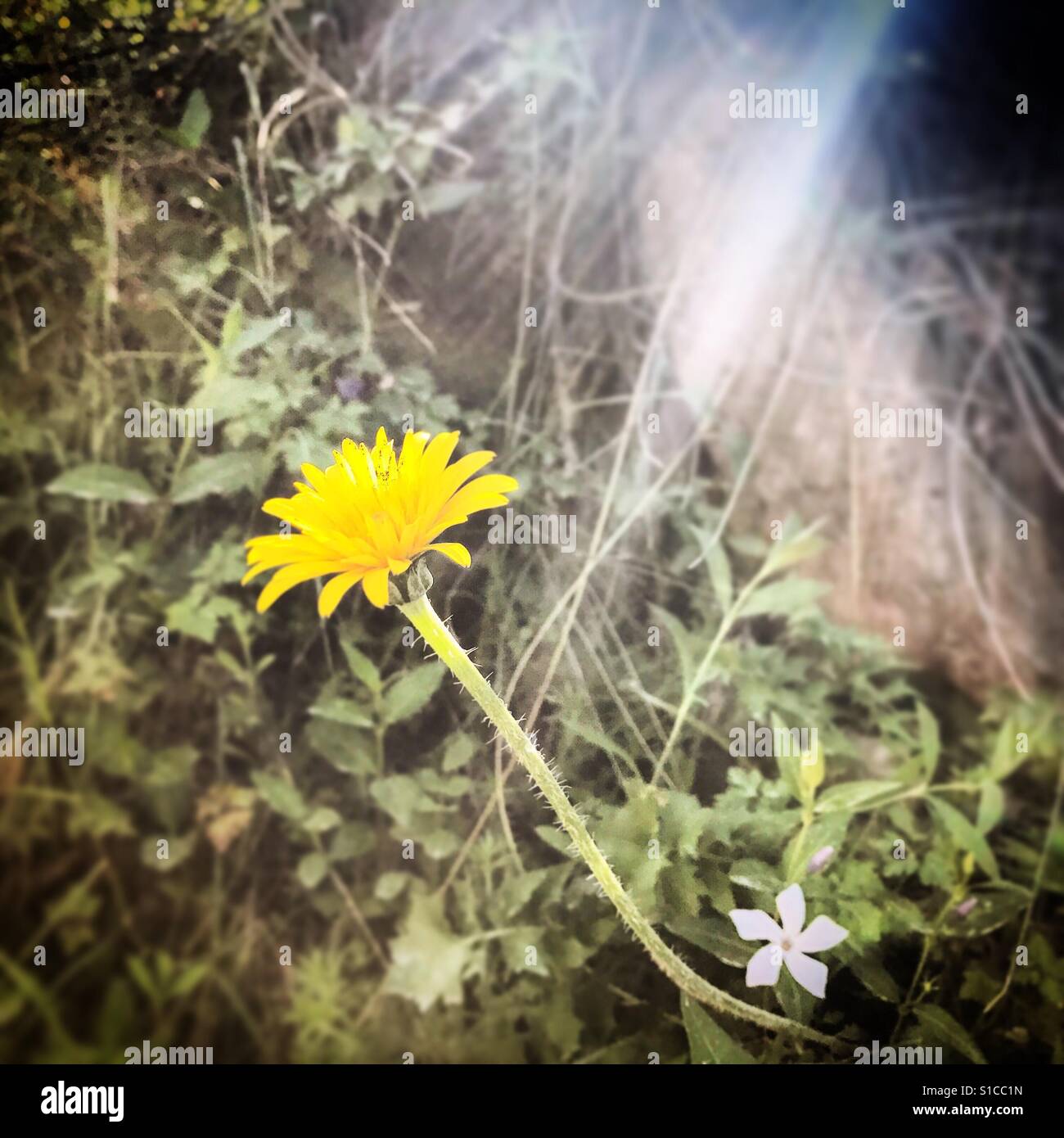 Flor rey hi-res stock photography and images - Alamy