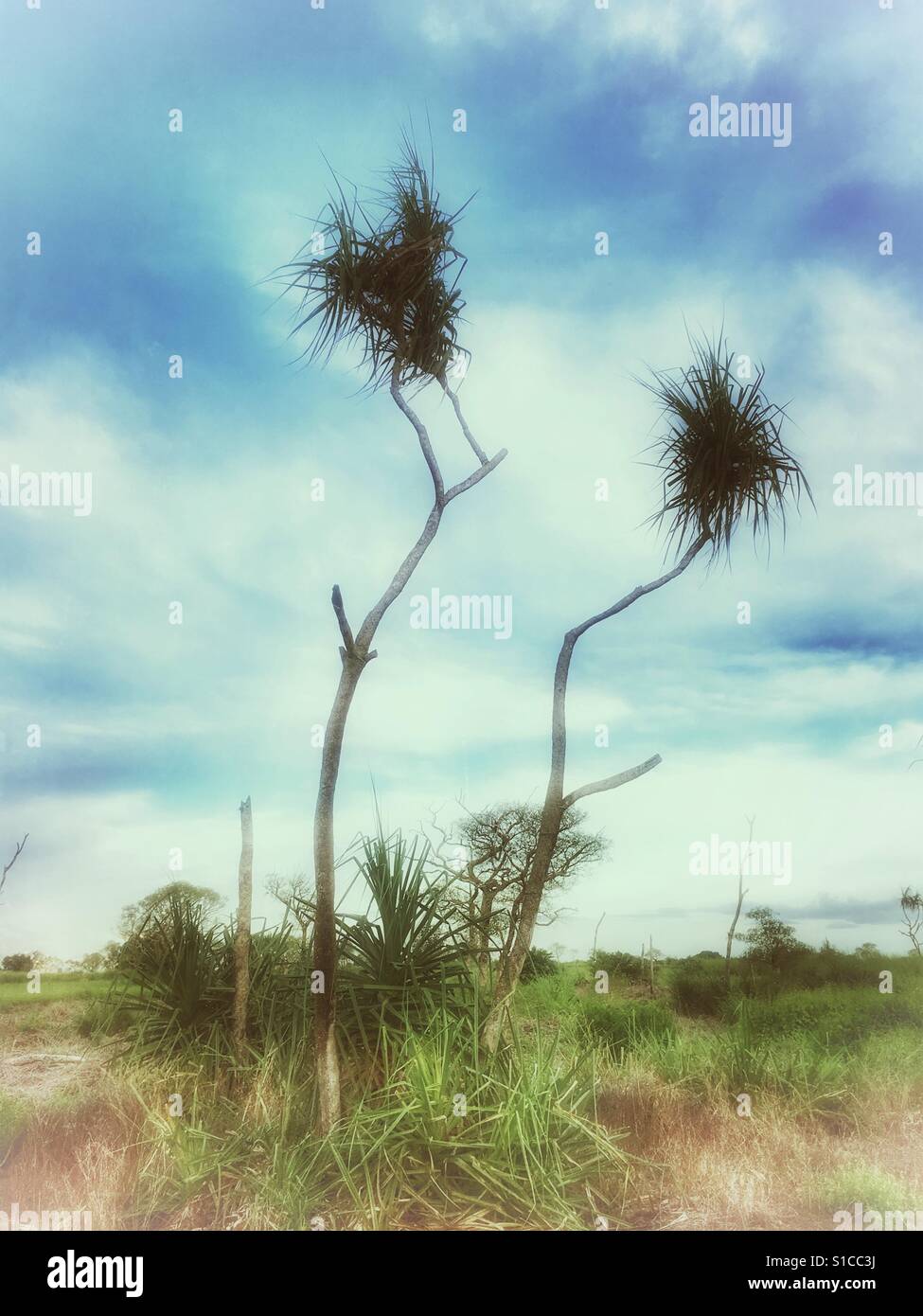 Pandanus trees in the Northern Territory of Australia Stock Photo - Alamy