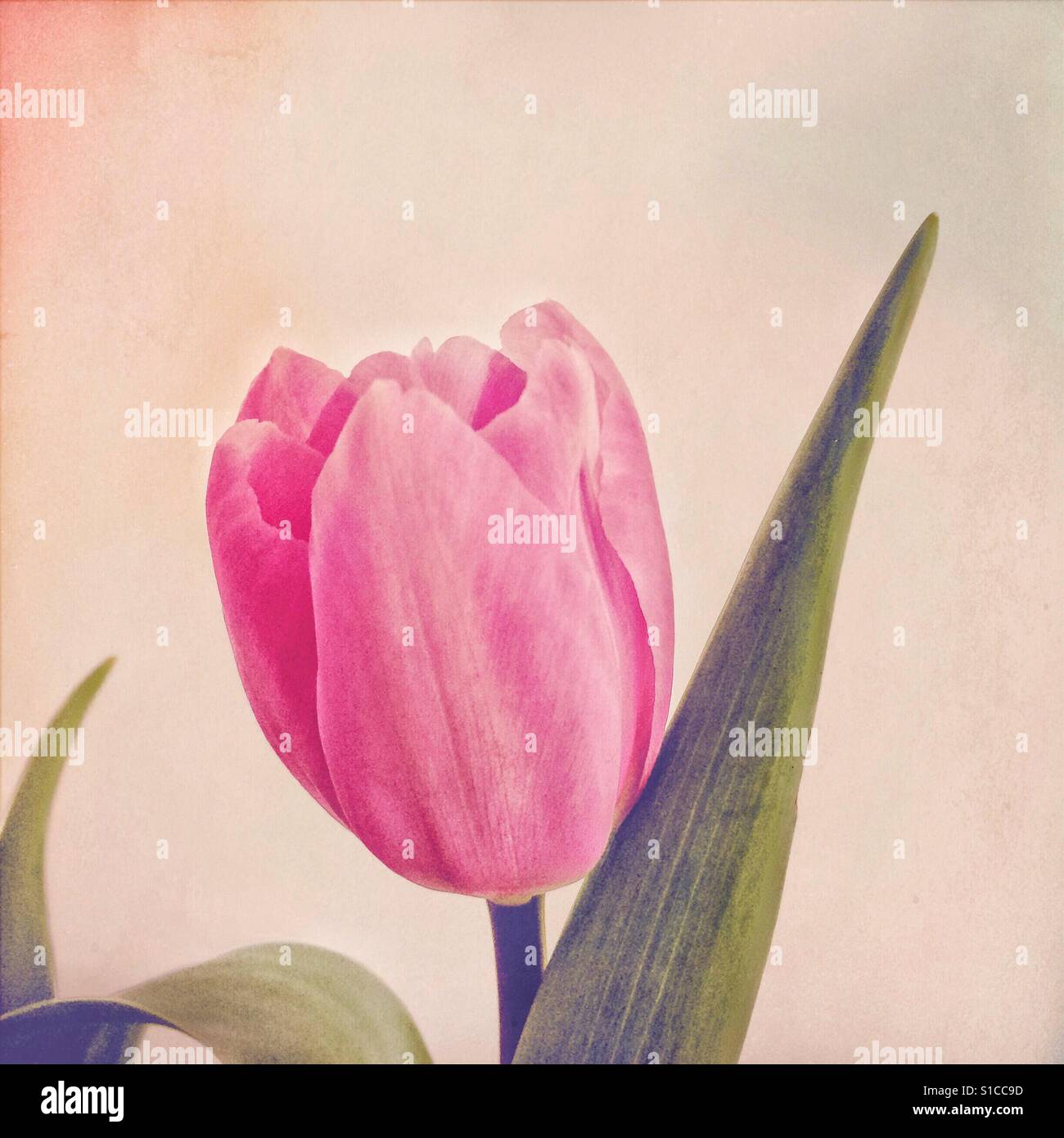 Cheerful tulip hi-res stock photography and images - Alamy