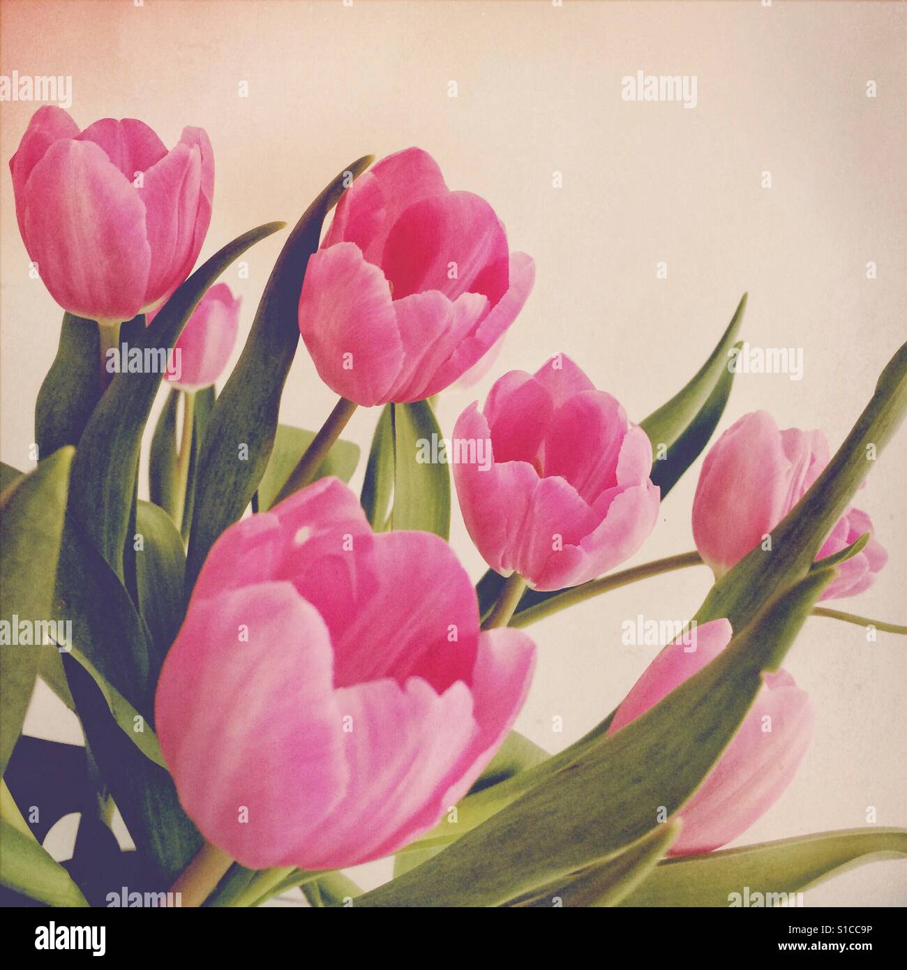Pretty pink tulips hi-res stock photography and images - Alamy