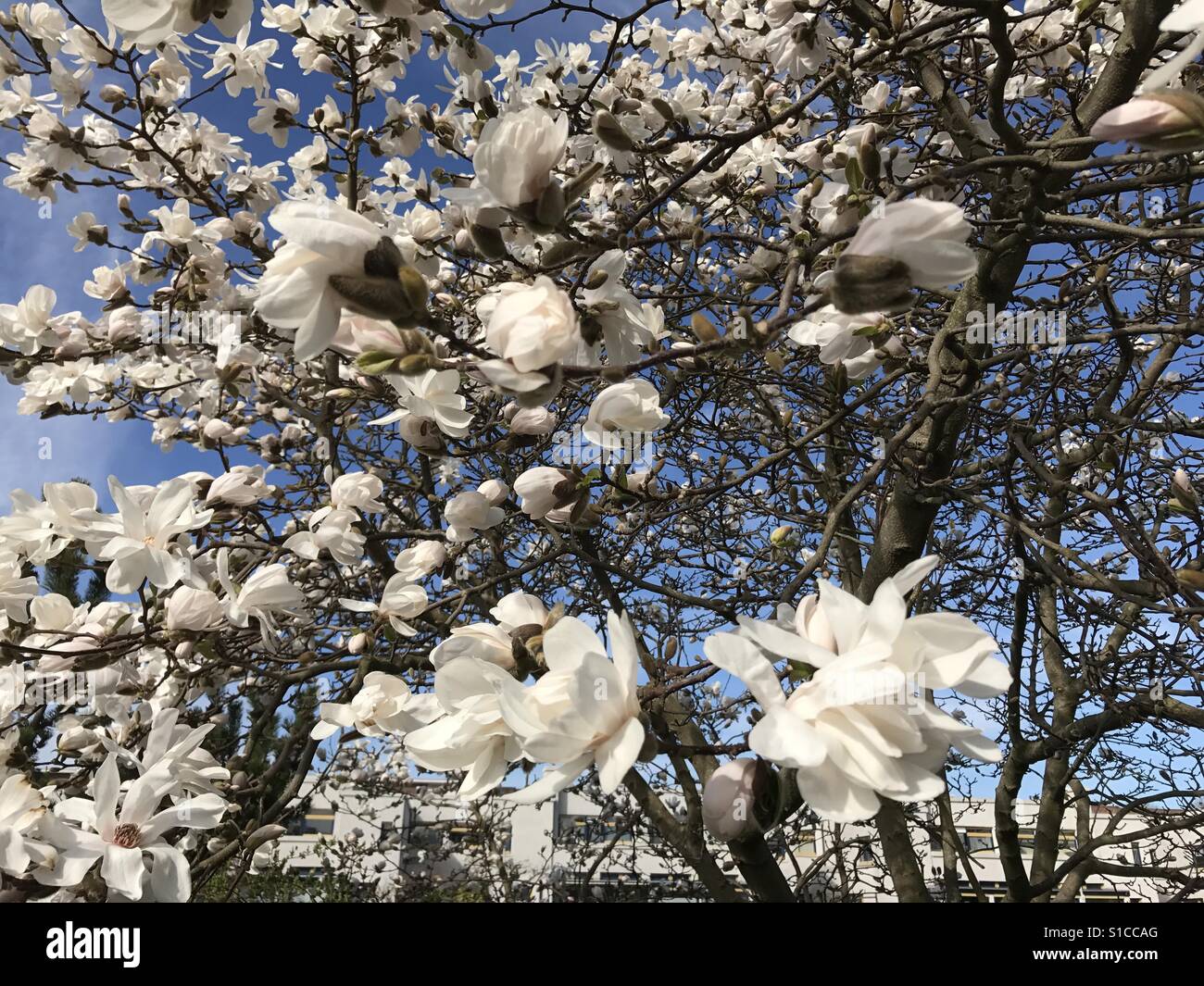 Magnolia tree in bloom Stock Photo - Alamy