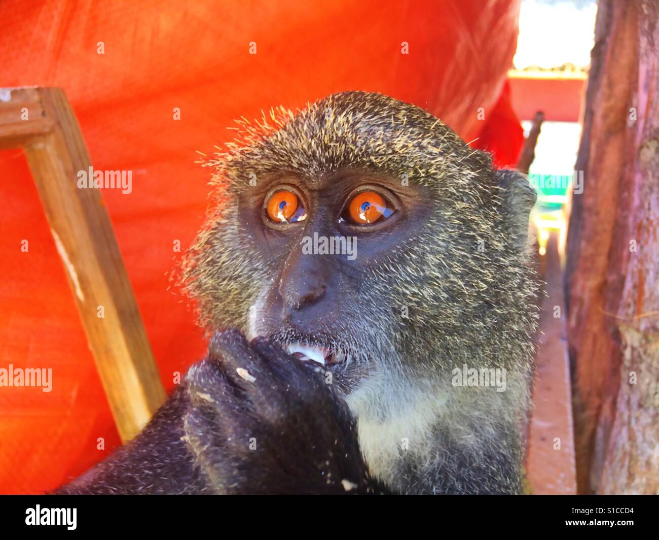 A monkey I met in Zanzibar! Her name is Waka Waka BTW 😂 Stock Photo - Alamy