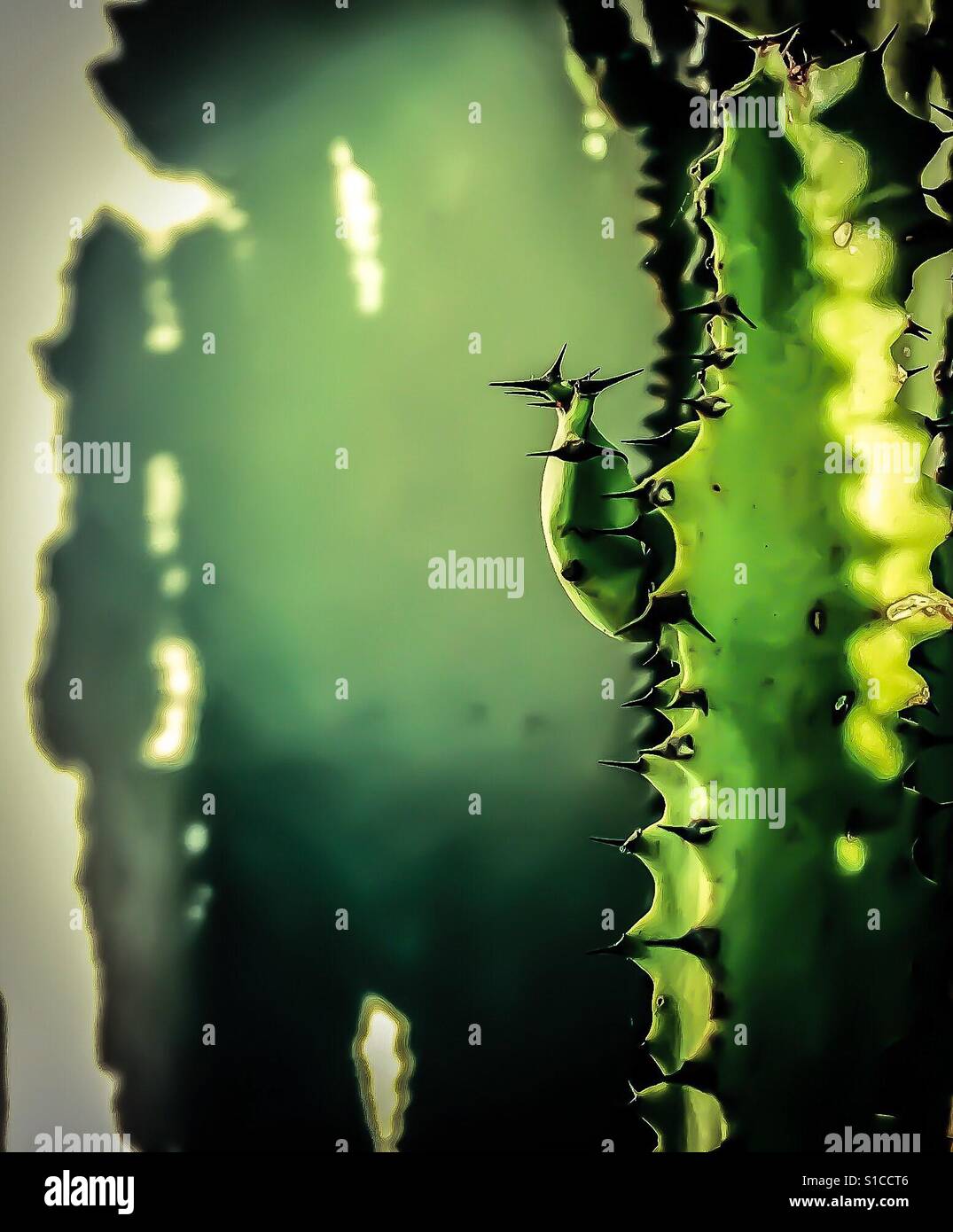 Abstract cactus with new cactus limb growing with shadow in background ...