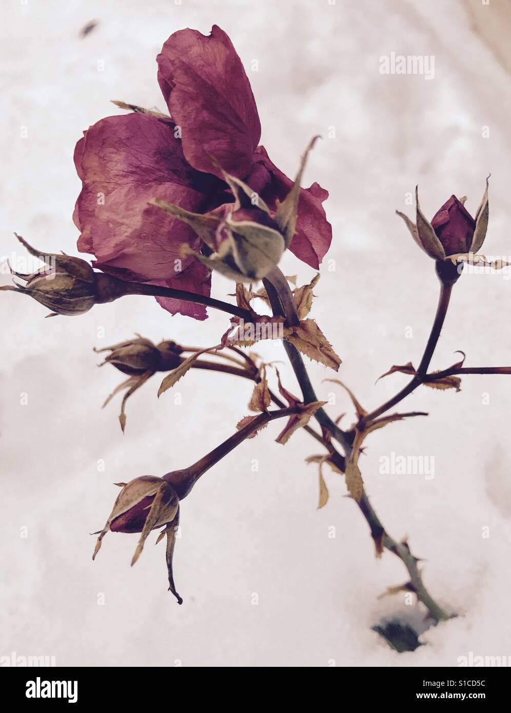 Winter rose hi-res stock photography and images - Alamy