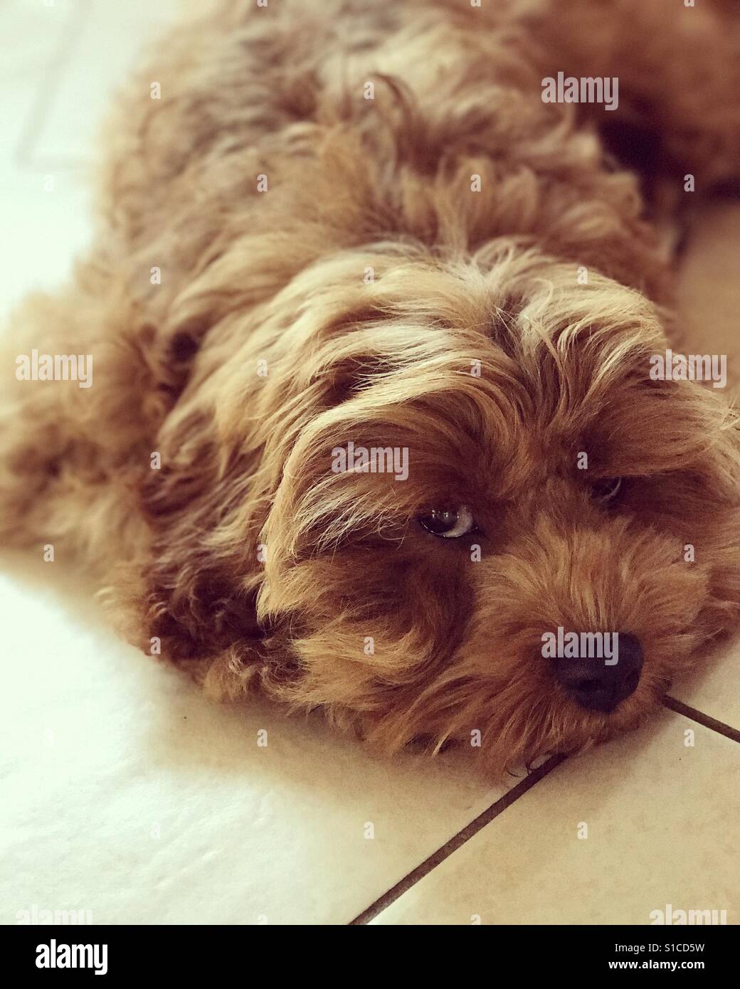 Cavoodle hi-res stock photography and images - Alamy