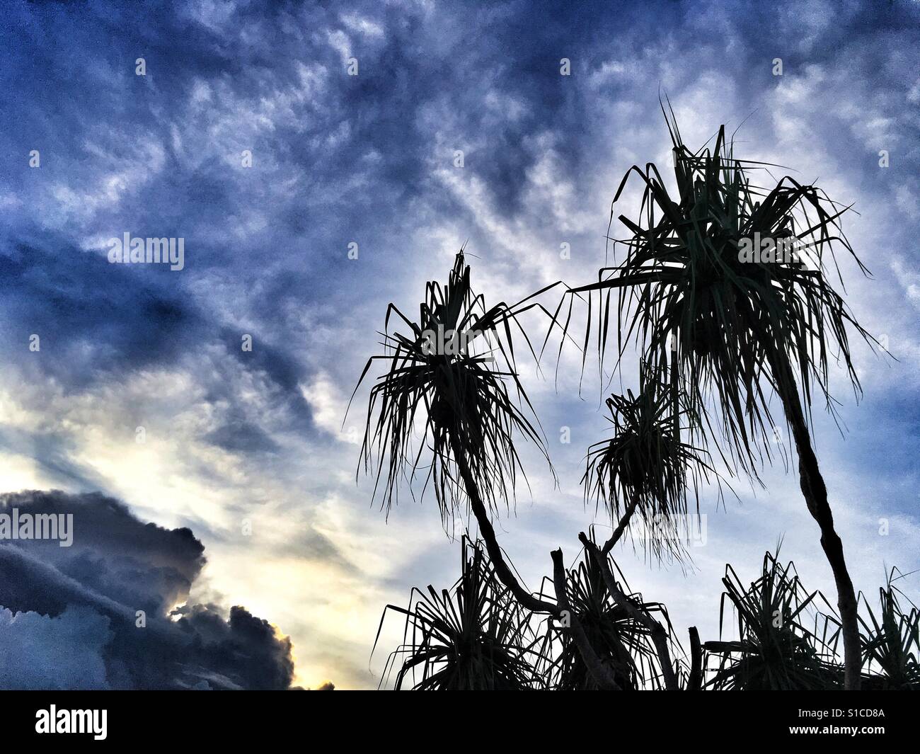 Pandanaceae High Resolution Stock Photography and Images - Alamy