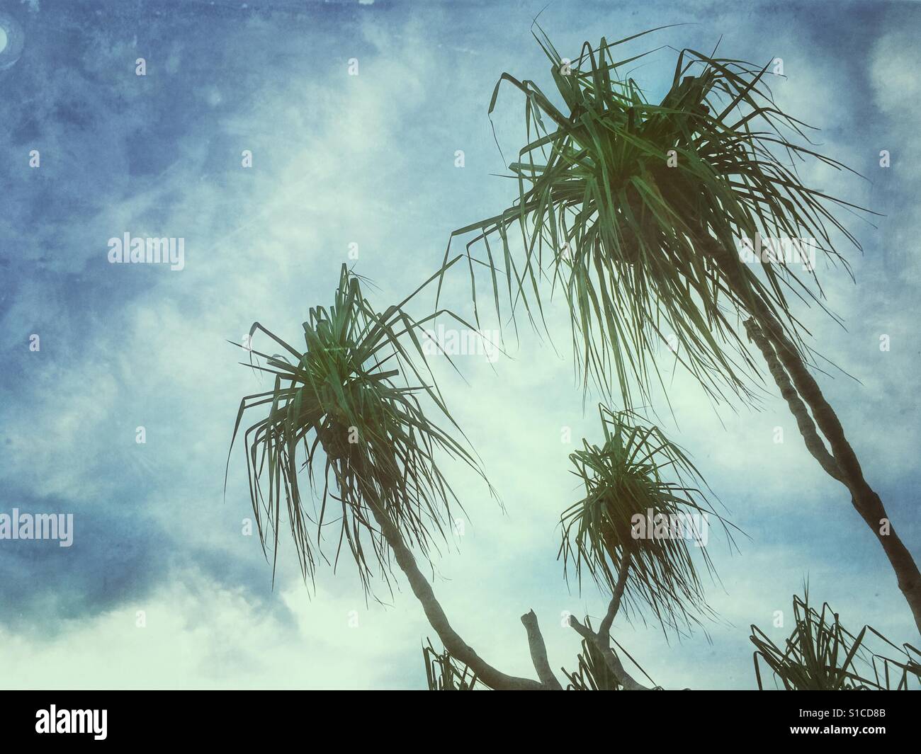 Pandanus trees in the Northern Territory of Australia Stock Photo - Alamy